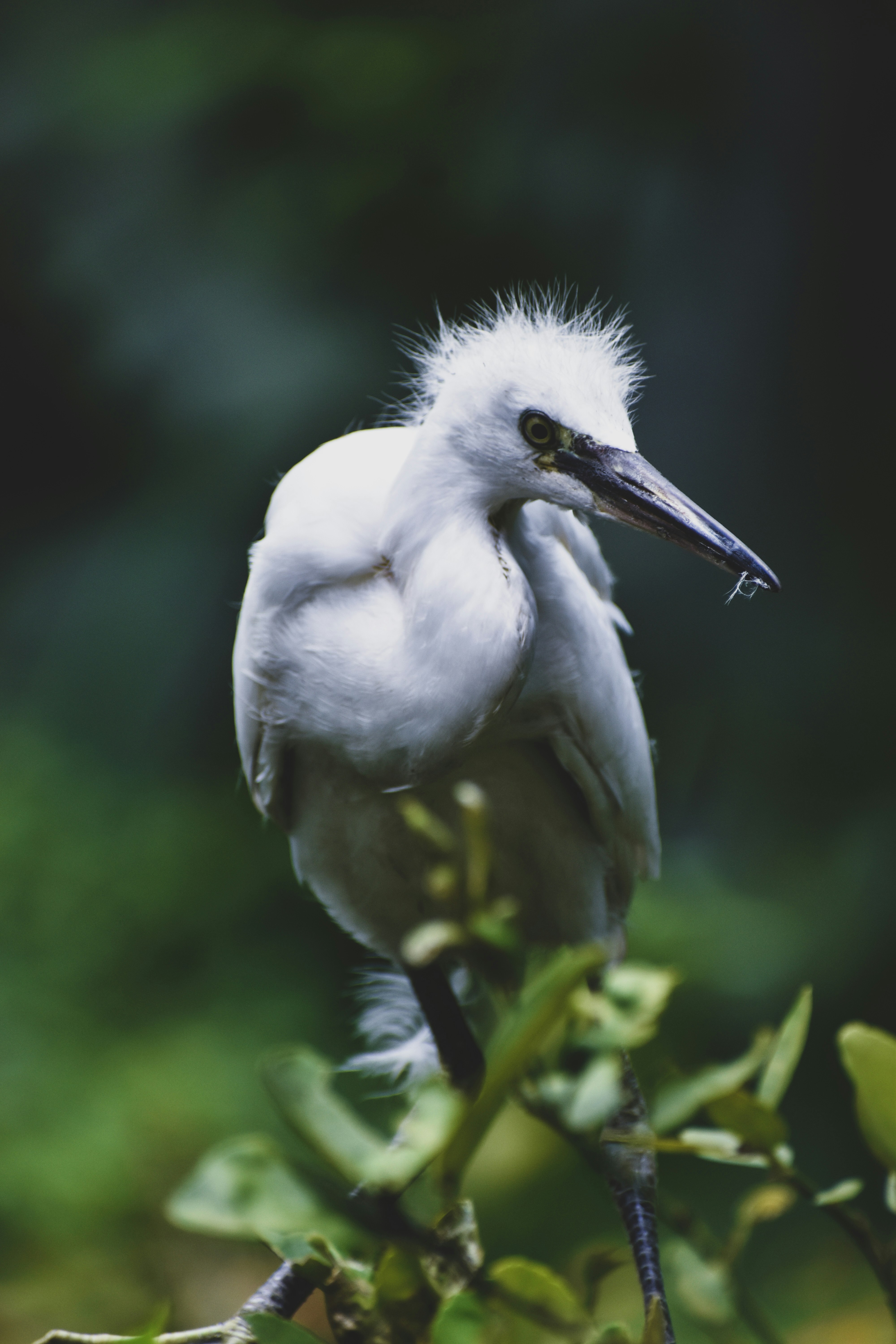 Quiet Arboreal Grace: White Egret on a Leafy Branch