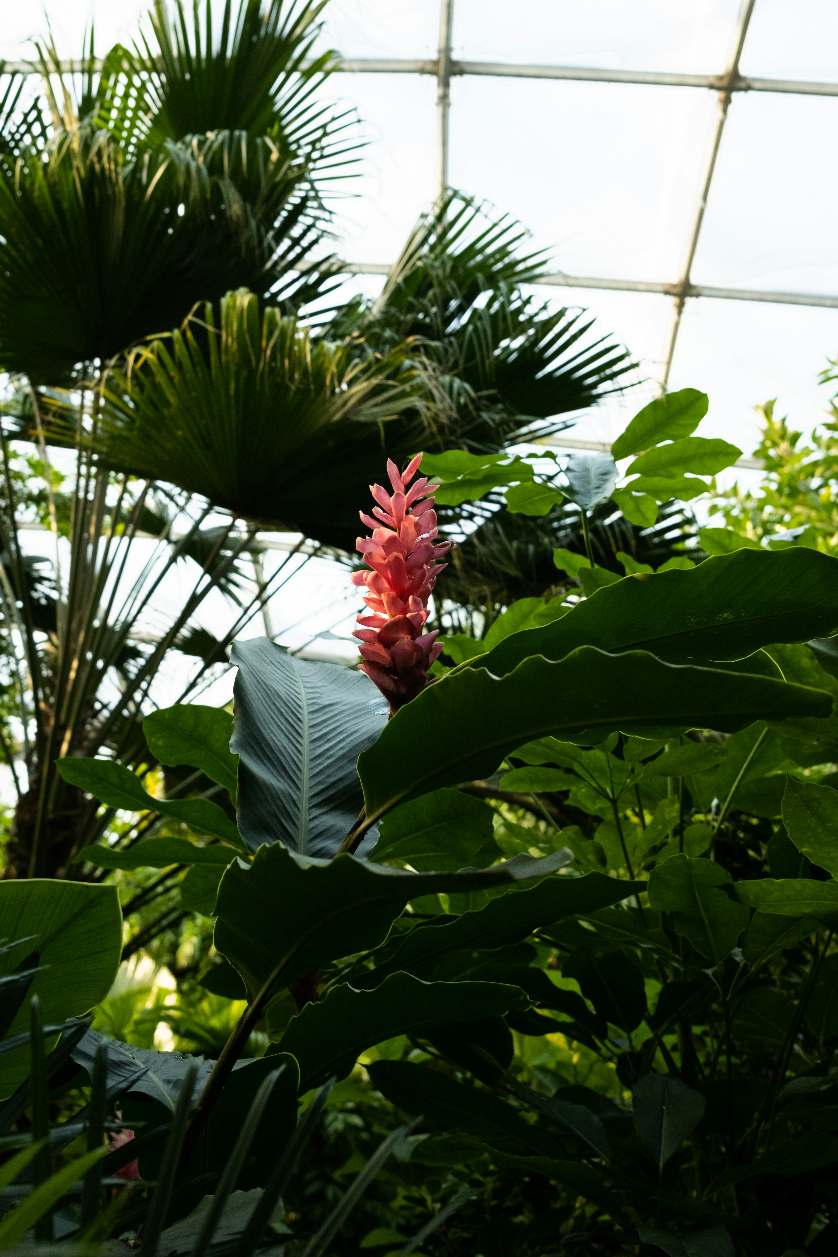 Coral Spike in a Glasshouse: A Quiet Portrait of Tropical Greenery