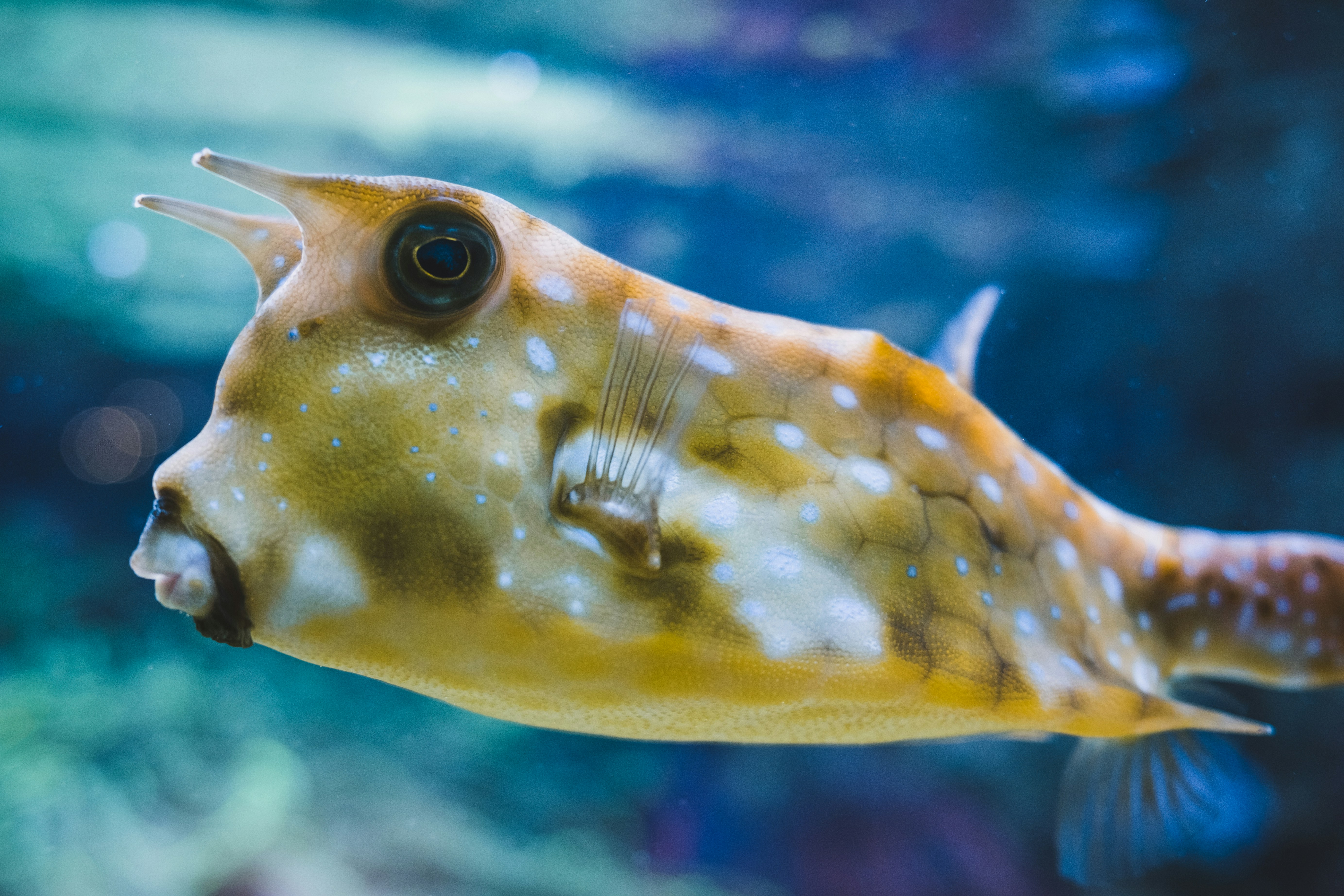 Un poisson à longue queue photo – Photo Poisson Gratuite sur Unsplash