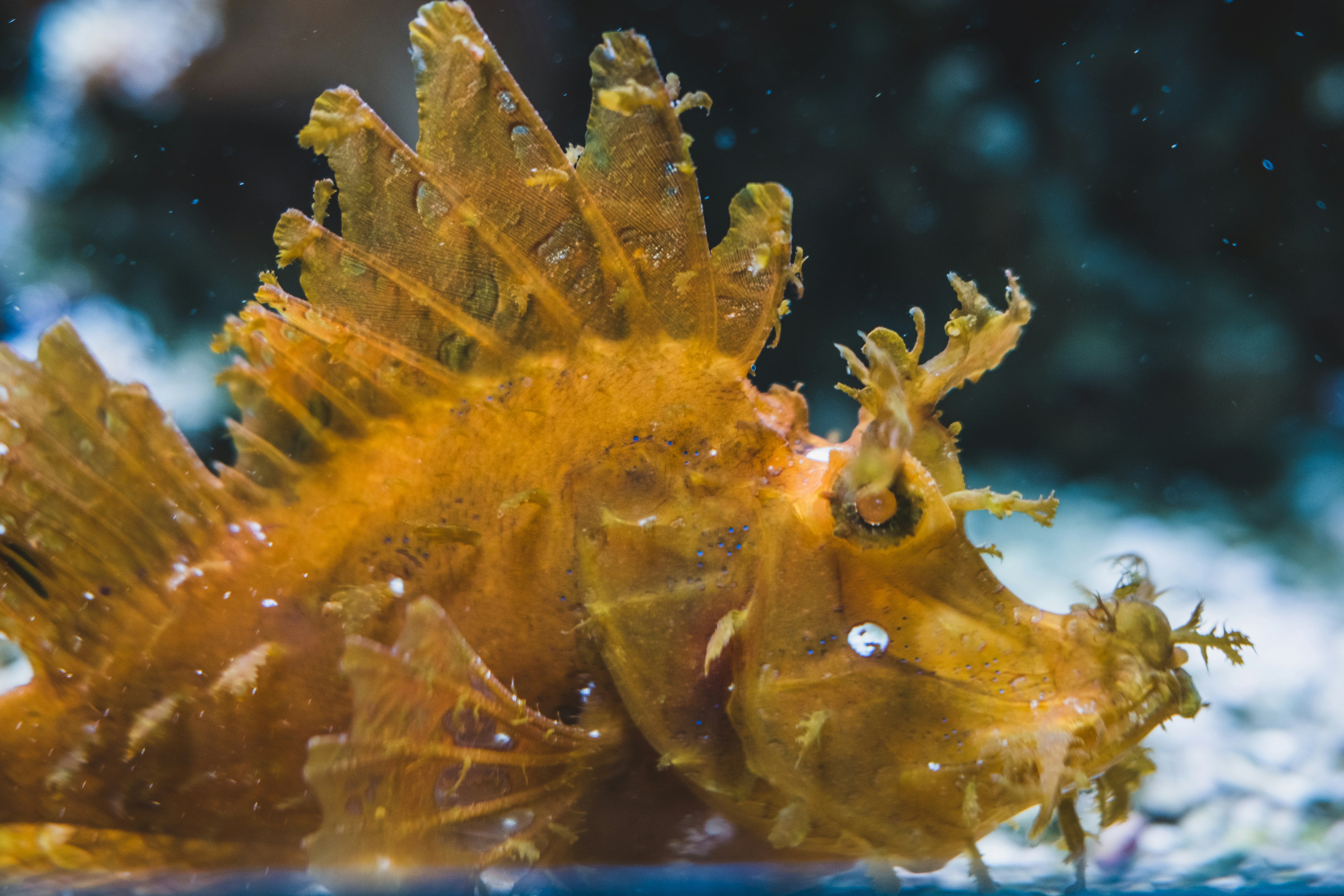 A close up of a sea creature photo – Free Seascape Image on Unsplash