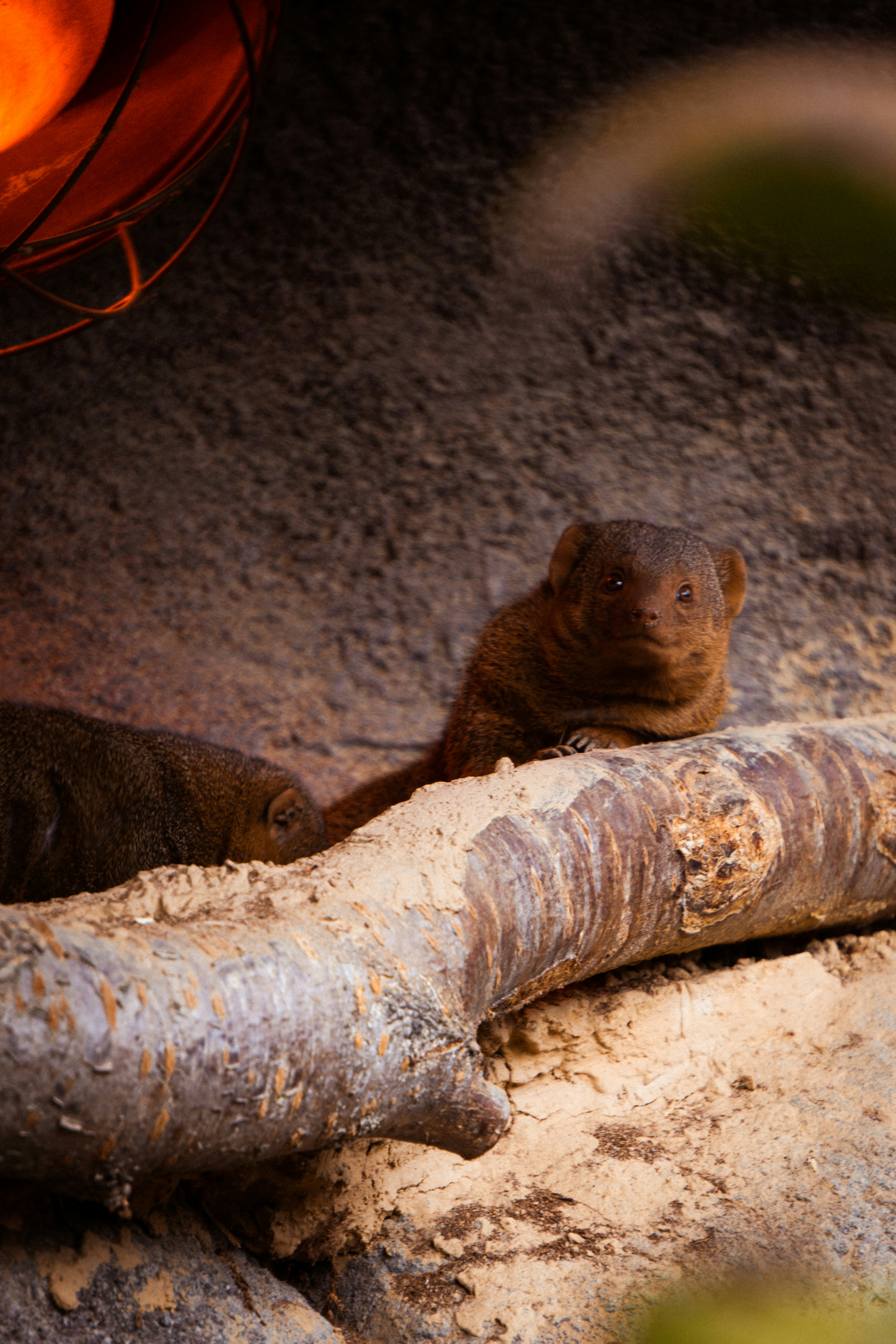 A rodent on a log photo – Free Zoo background Image on Unsplash
