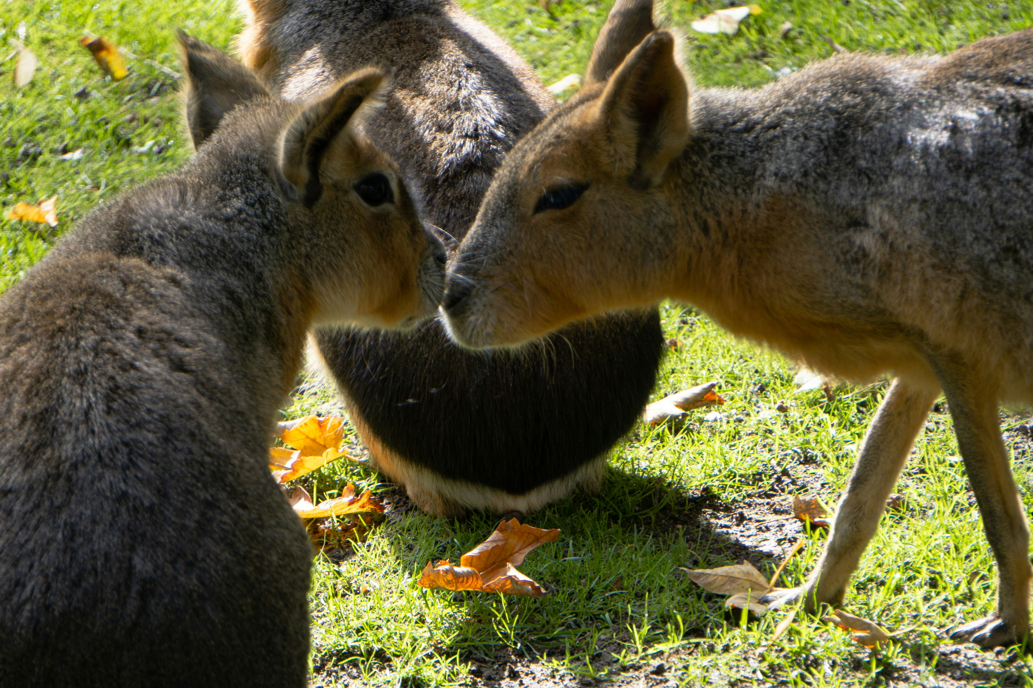 A couple of kangaroos eating photo – Free Capybara Image on Unsplash