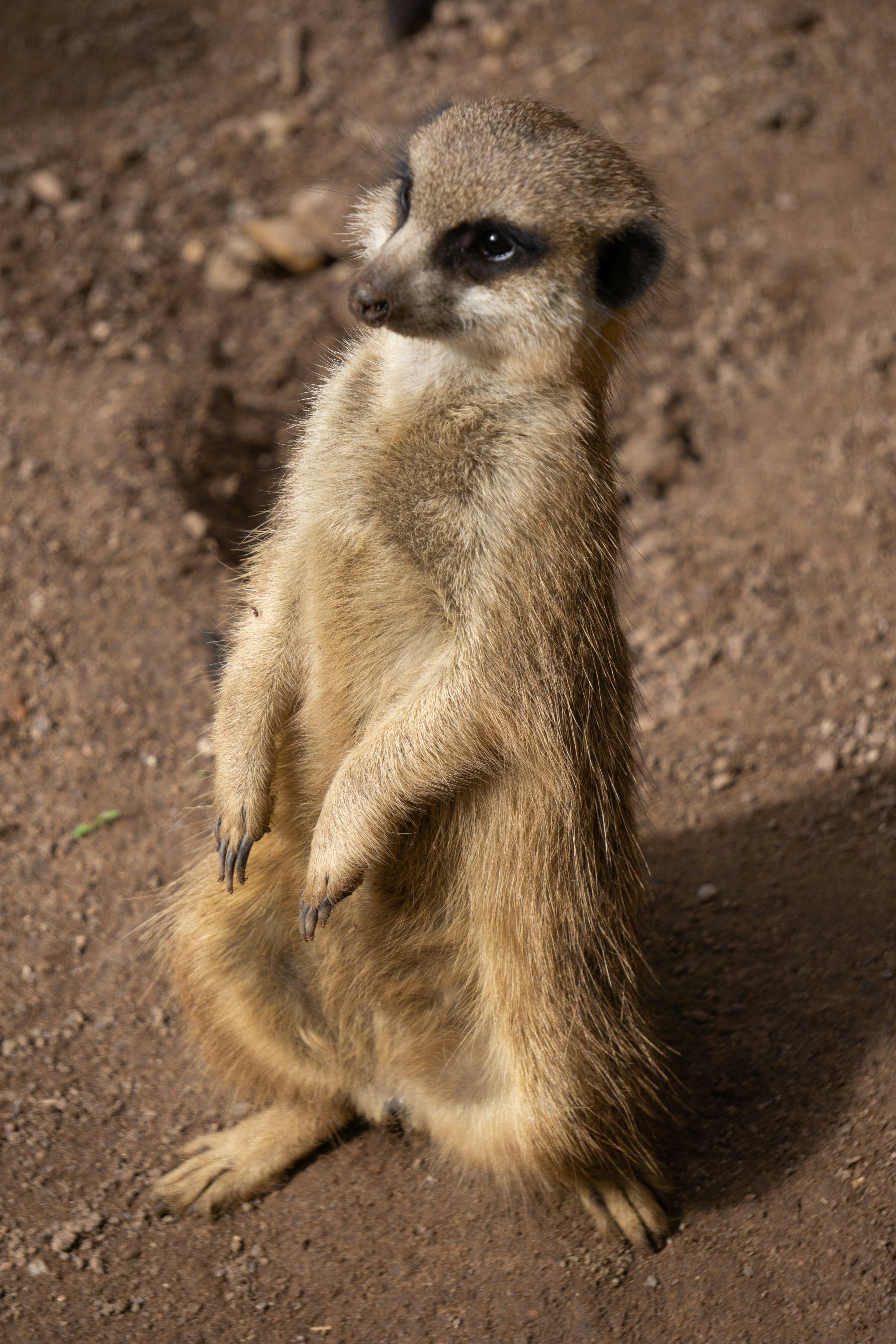 Grounded Gopher: A Curious Stance Beneath Buried Earth