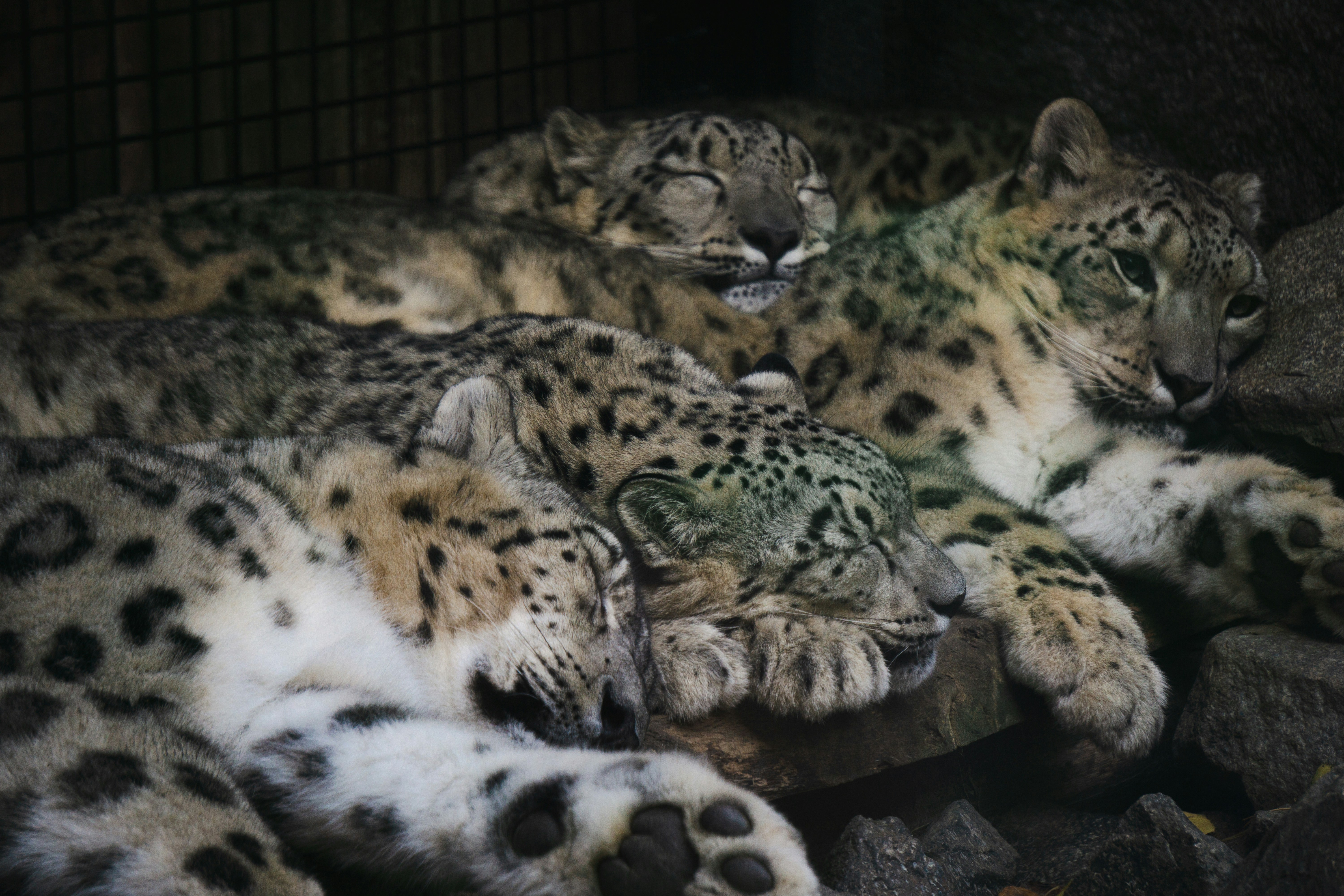 A Slumbering Row of Snow Leopards: Quiet Beneath the Cave Light