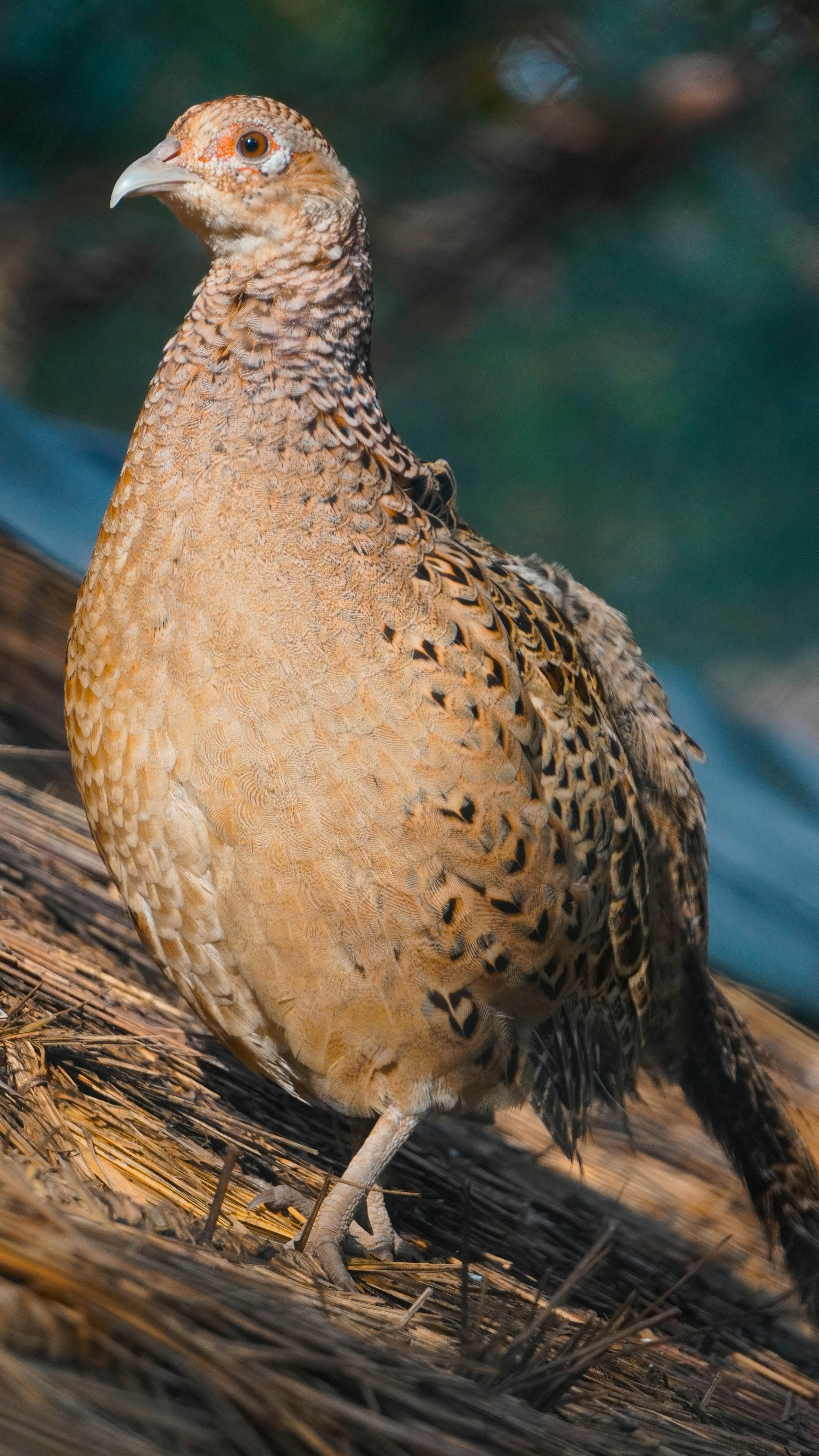 Bobwhite quail