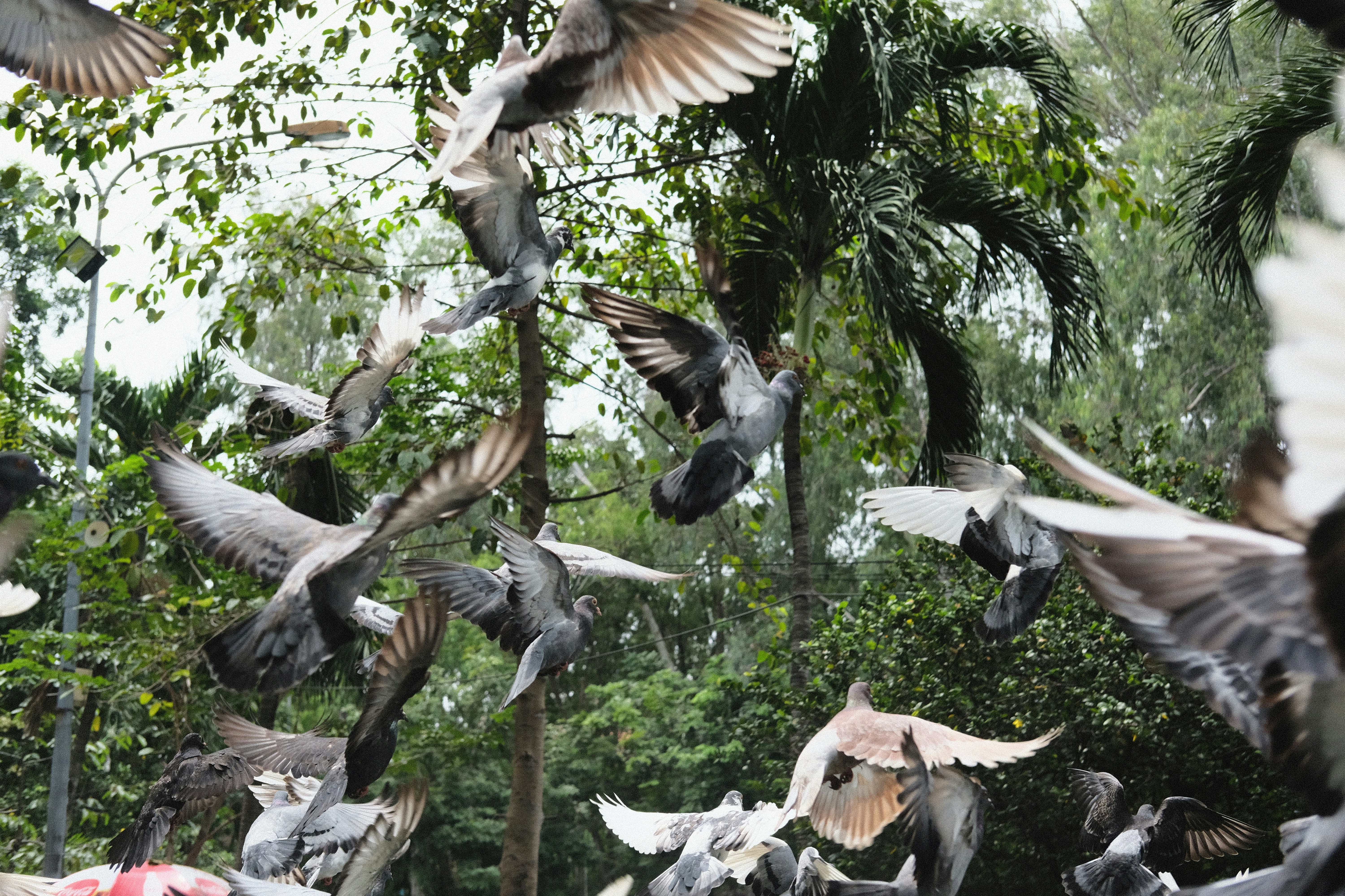 A group of birds flying photo – Free Bird Image on Unsplash
