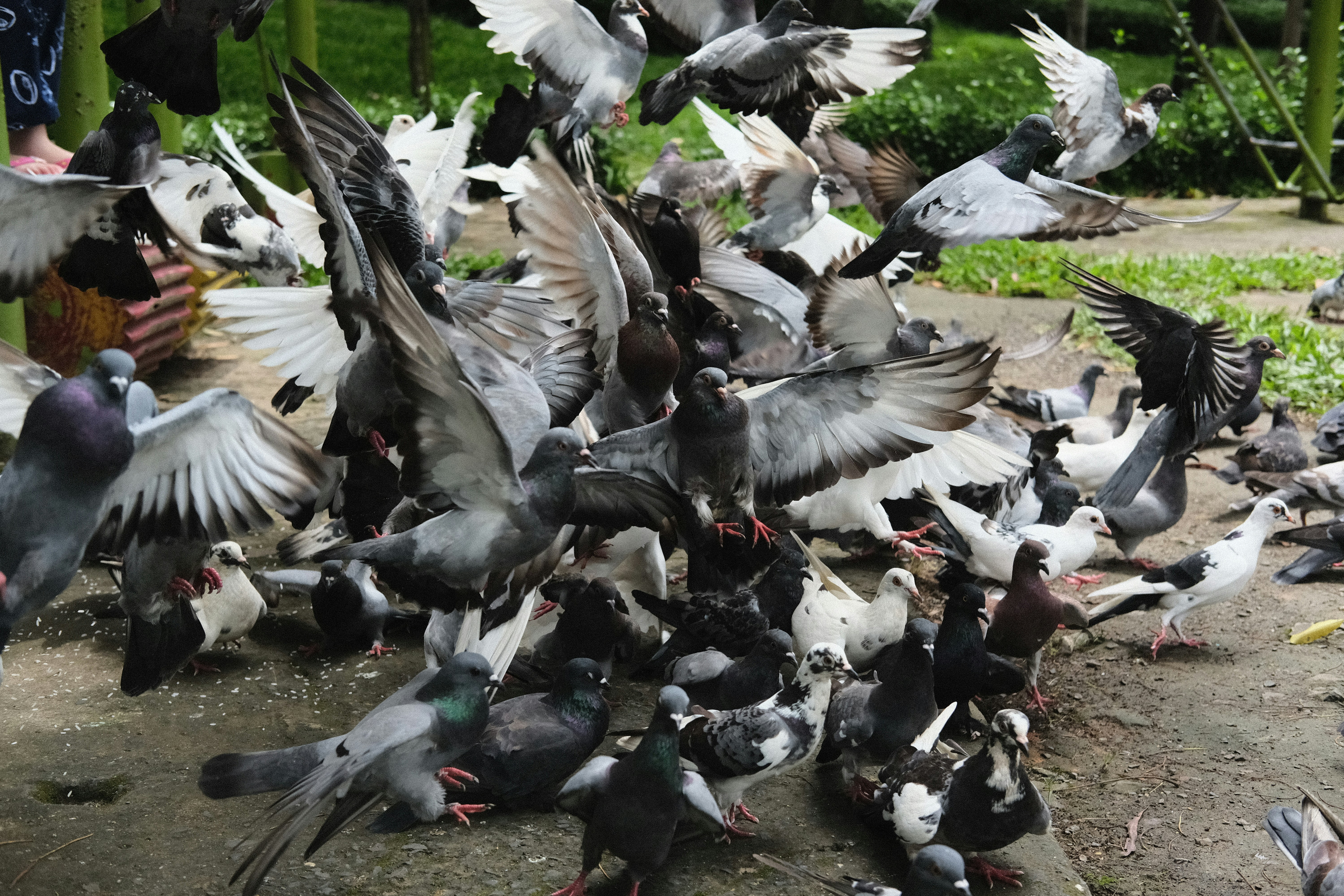 A flock of pigeons photo – Free Bird Image on Unsplash