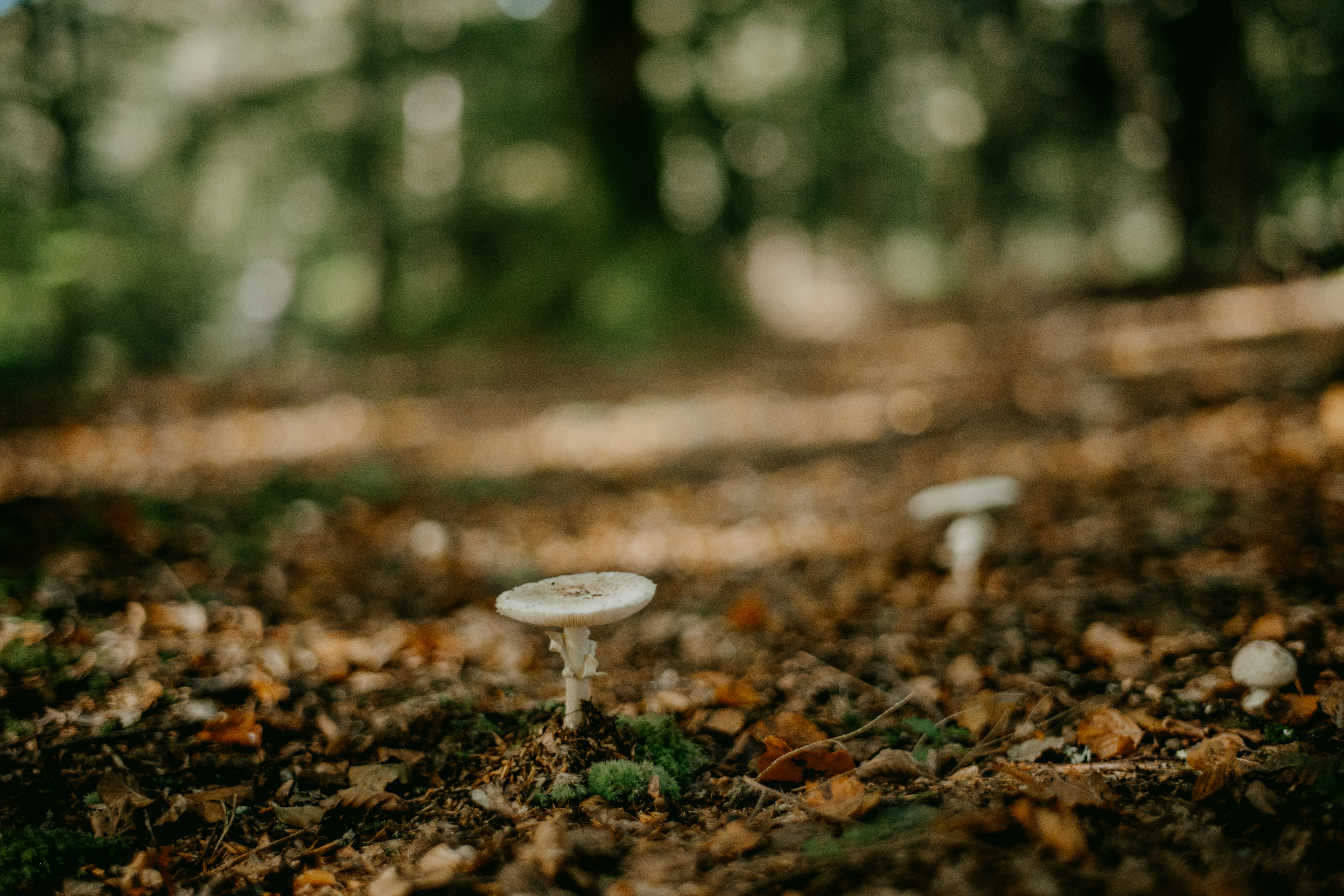 Solitary Parasol on a Moss-Carpeted Forest Floor