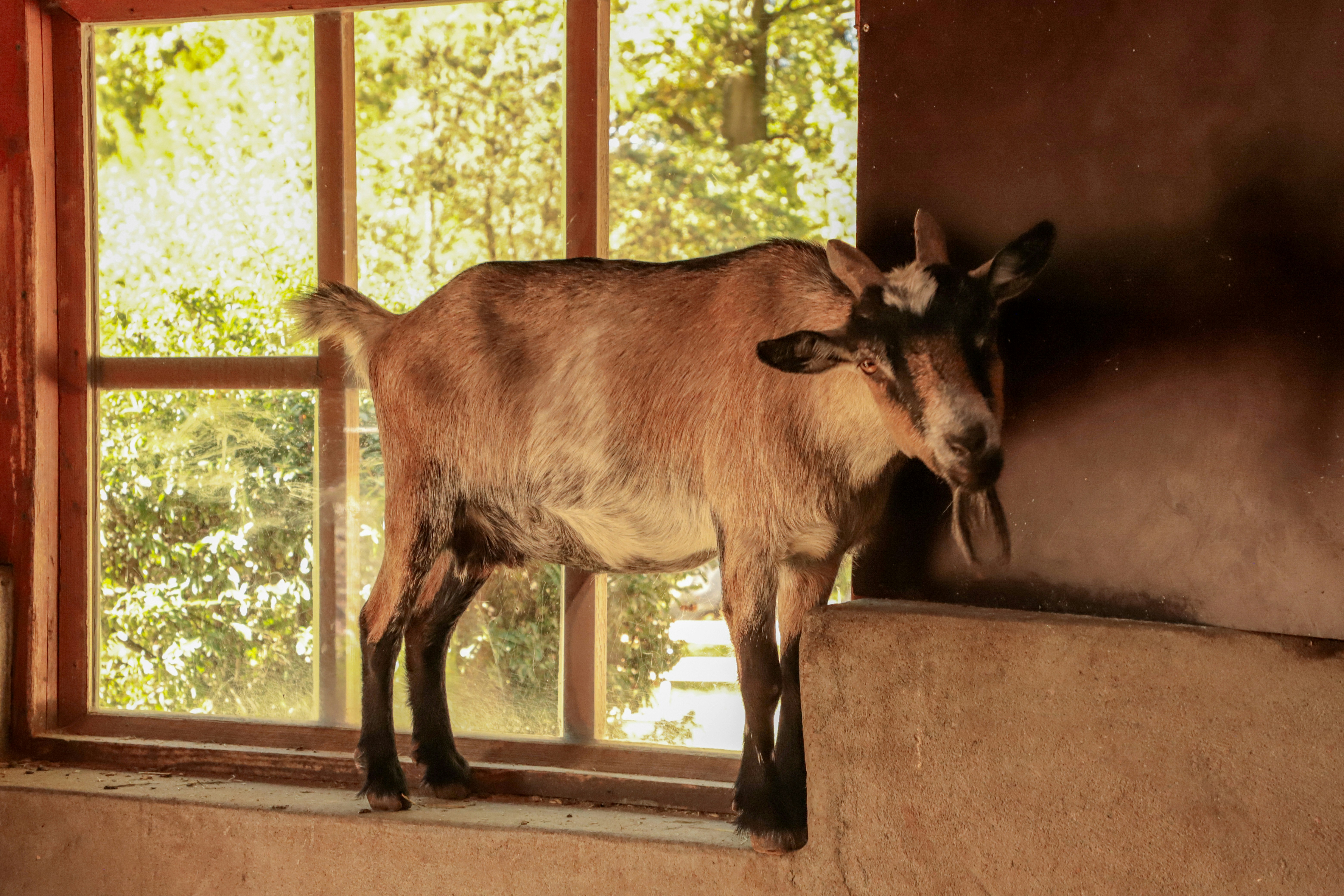 Goat at the Window: Amber Barn Light and Quiet Curiosity