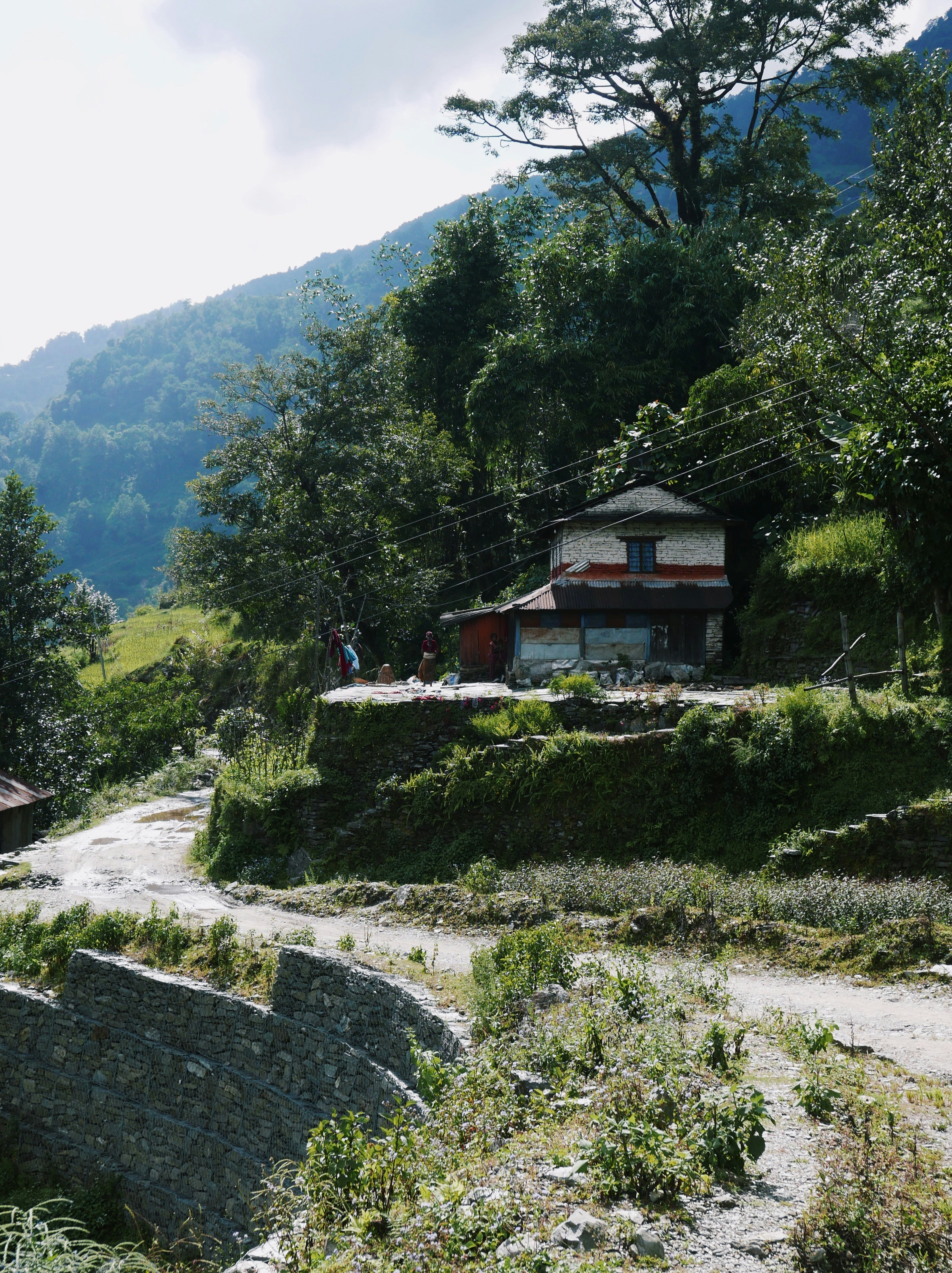 Hillside Haven: A Red-Roofed Cabin Among Terraced Greens