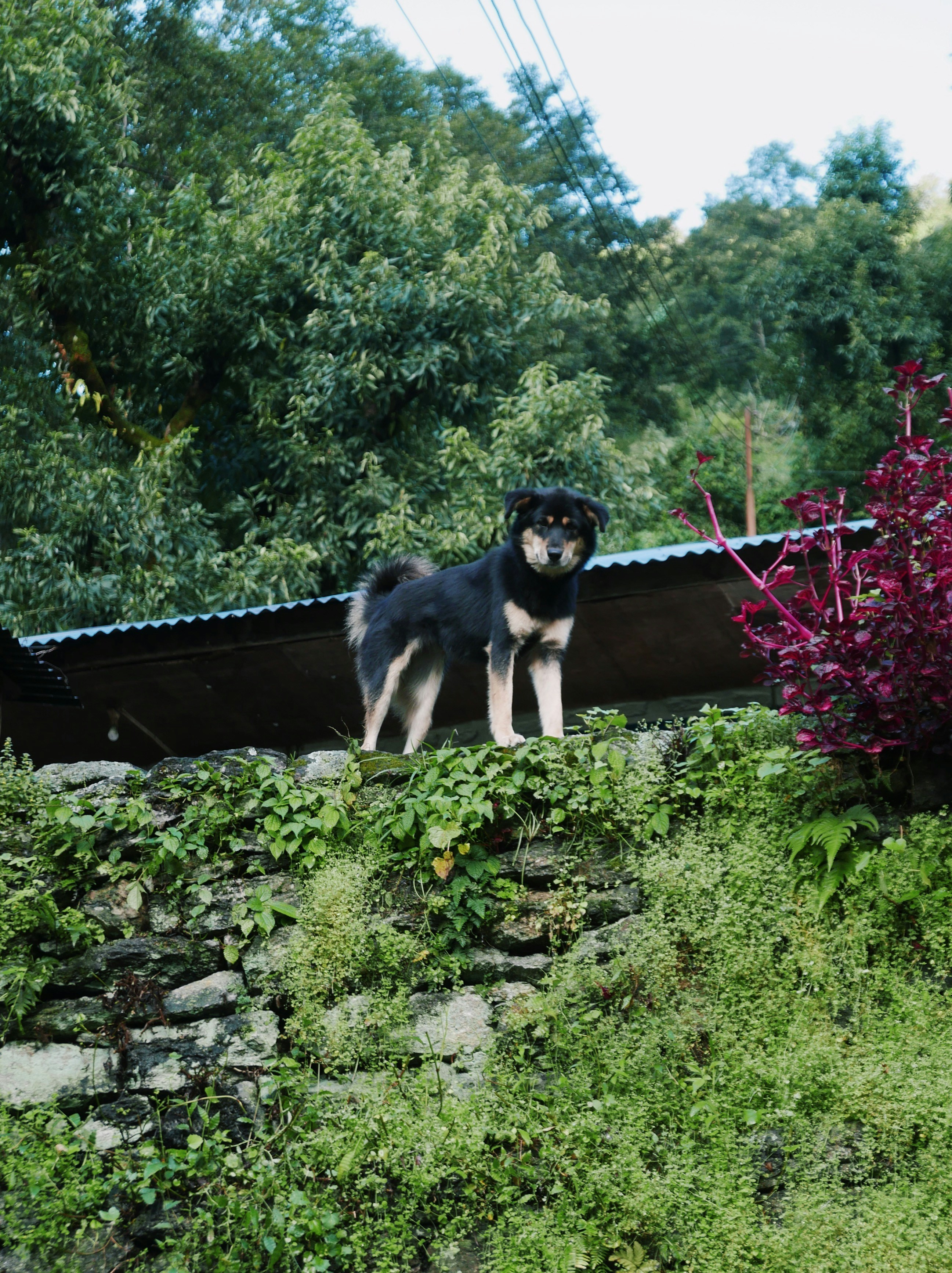 Watchful dog on a mossy garden ledge above a stone wall