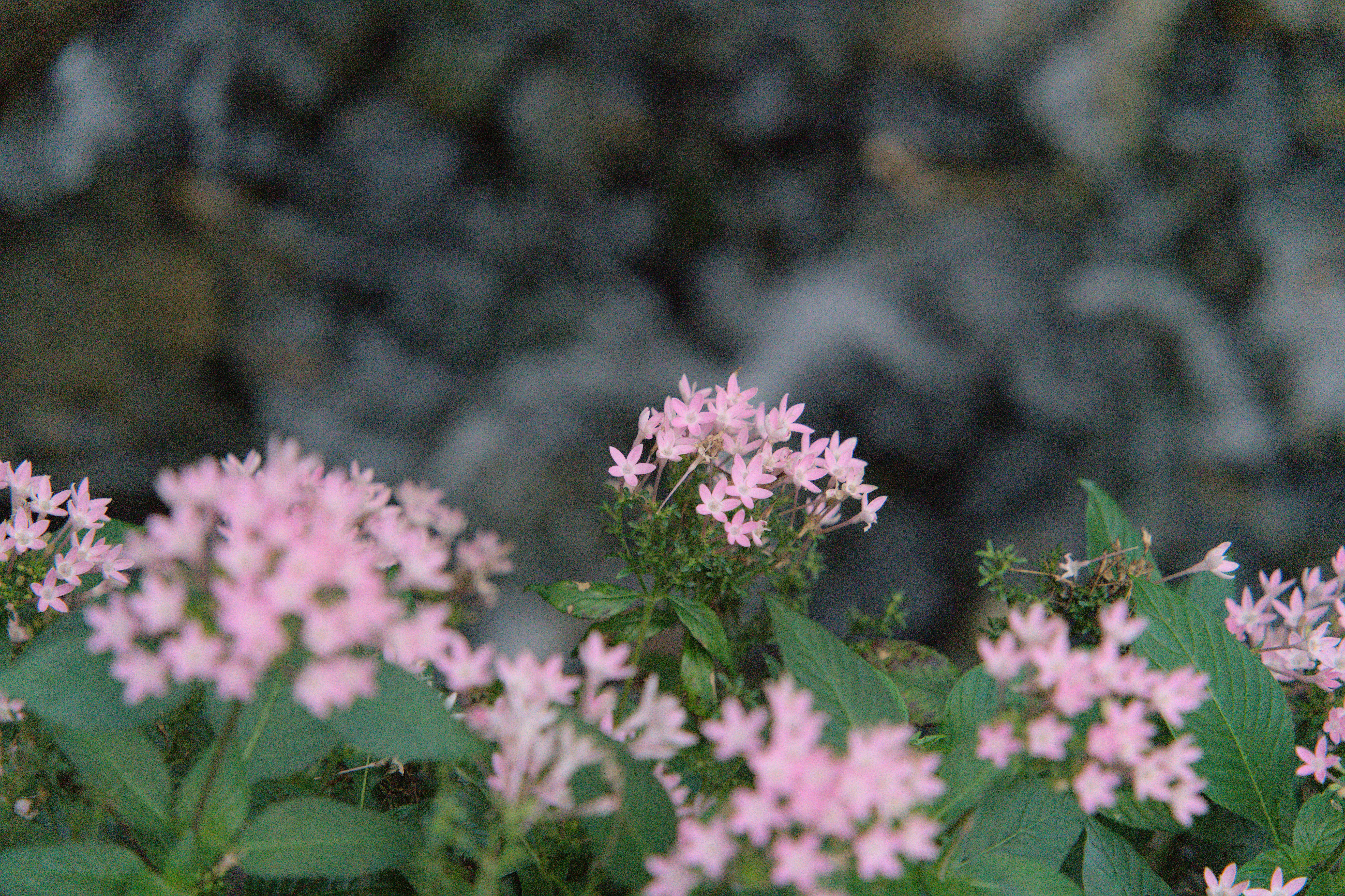 Center-Stage in Pink: Close-Up Bloom Clusters with Velvet Background