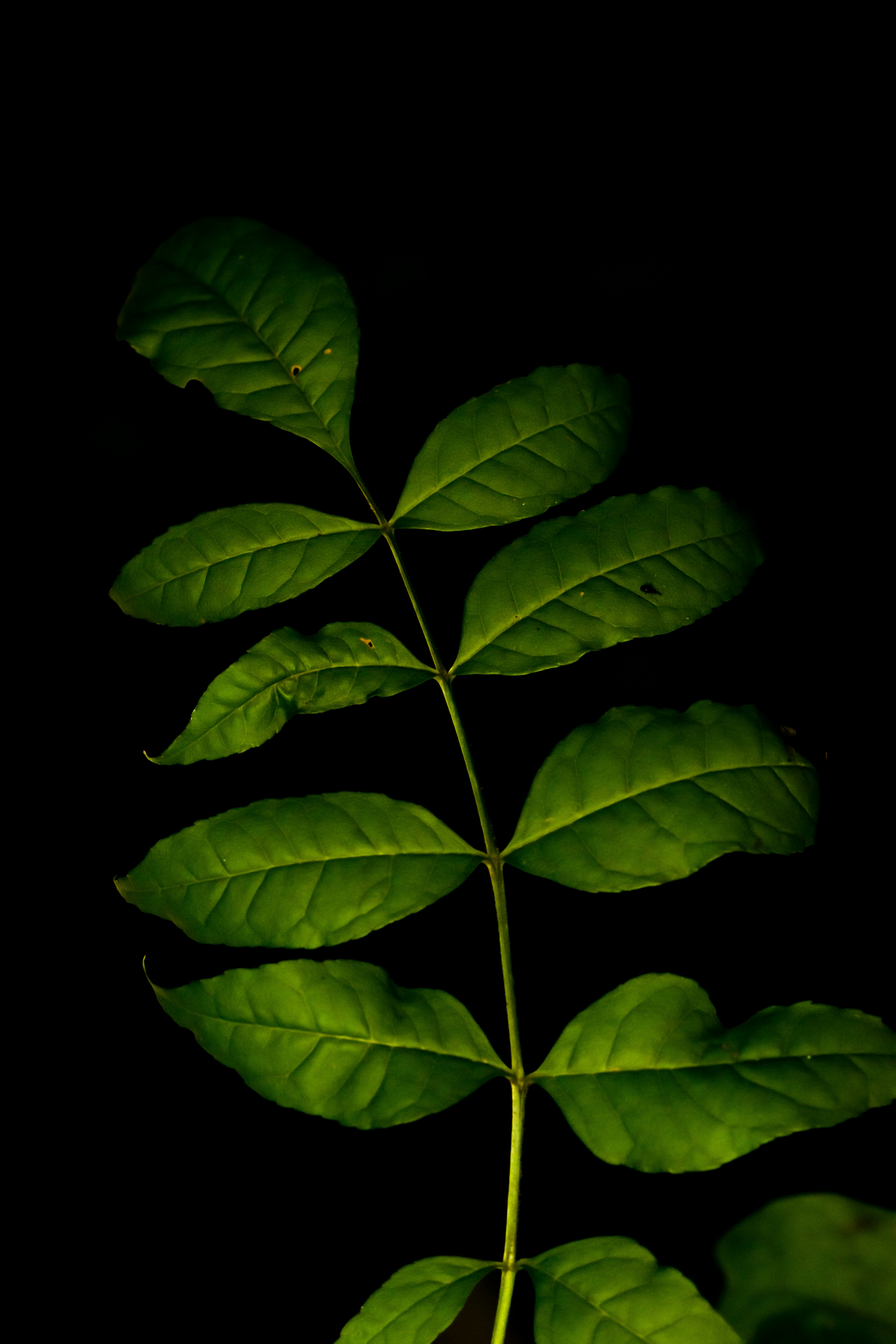 a close-up of a plant