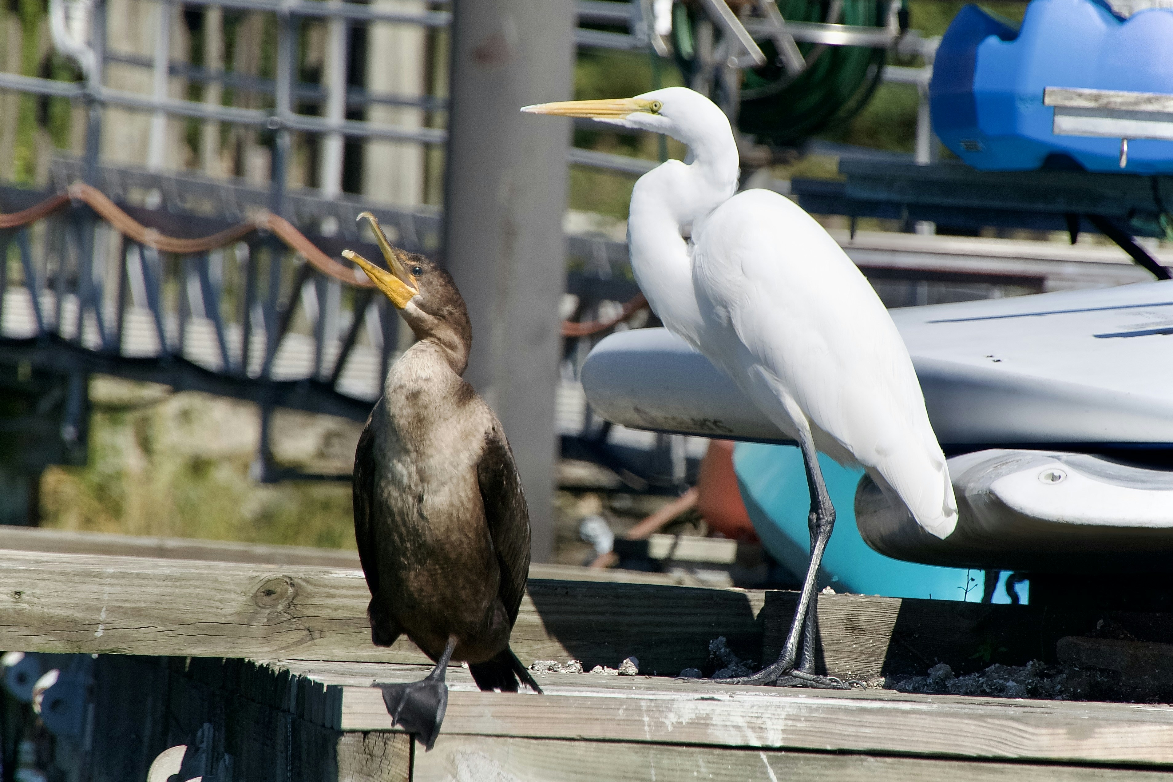 Marina Contrast: White Egret and Brown Cormorant on a Weathered Rail