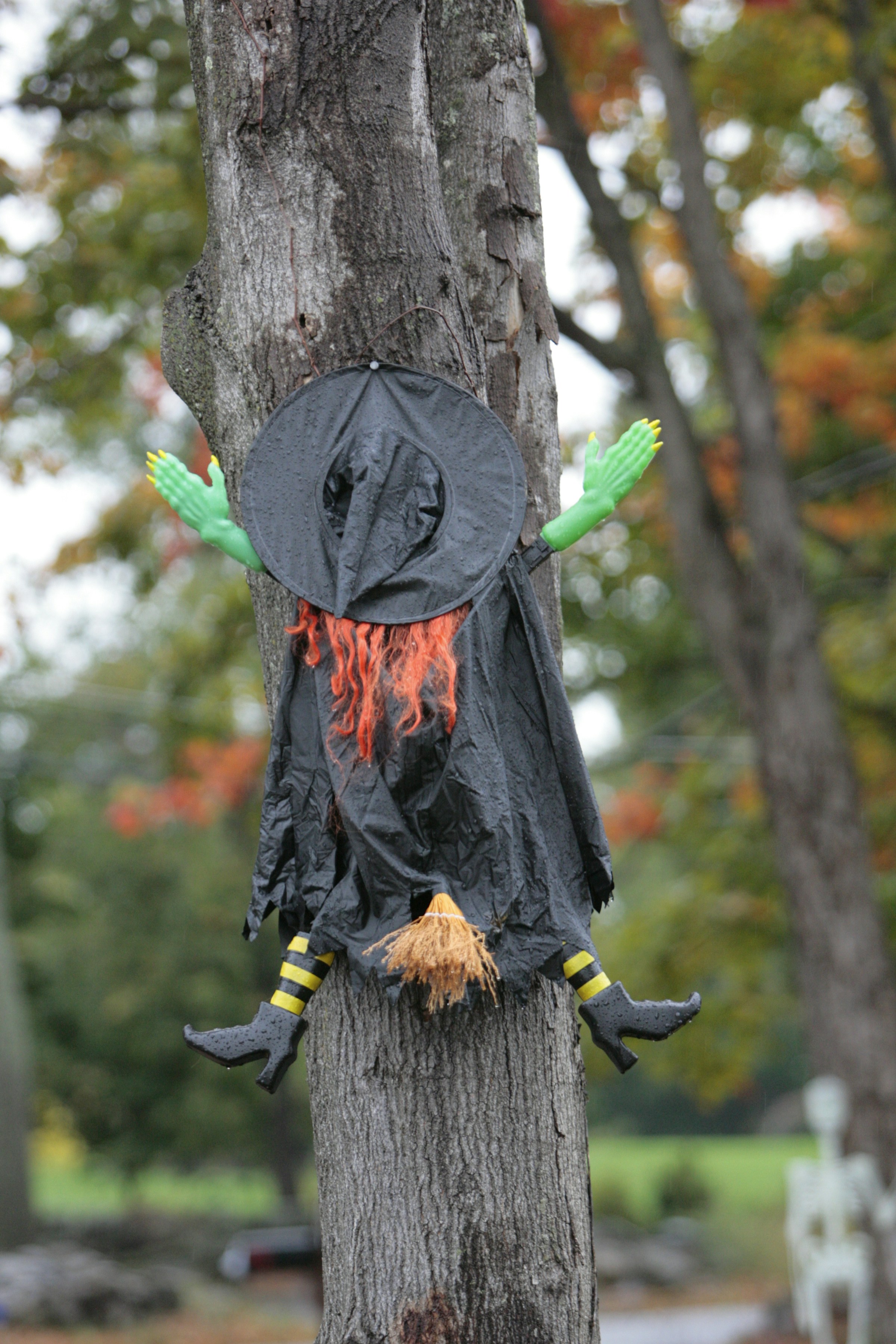 Tree-Hugger Grinning: A Halloween Dummy Clings to the Bark