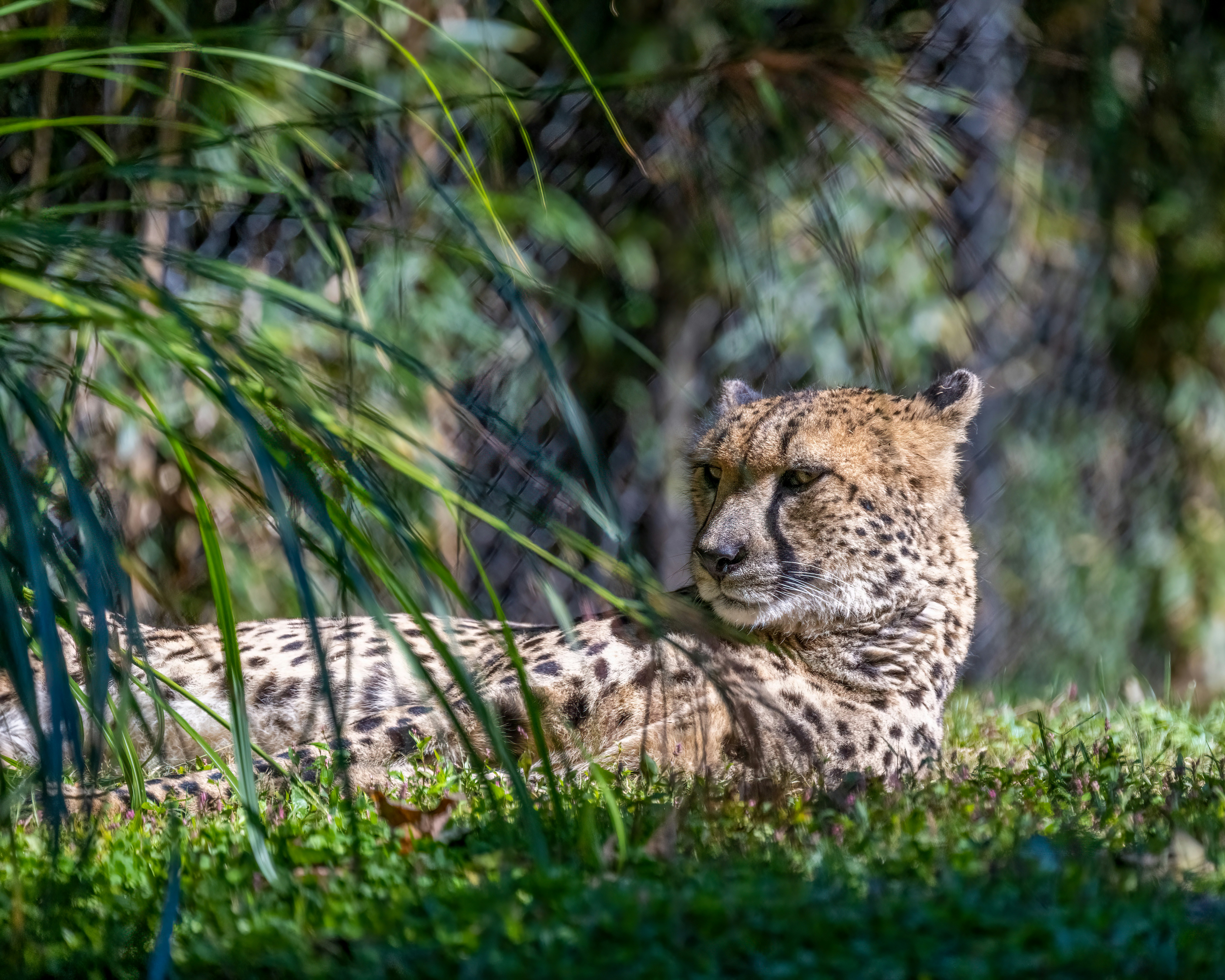 Dappled Vigil: Leopard Resting in Sunlit Understory