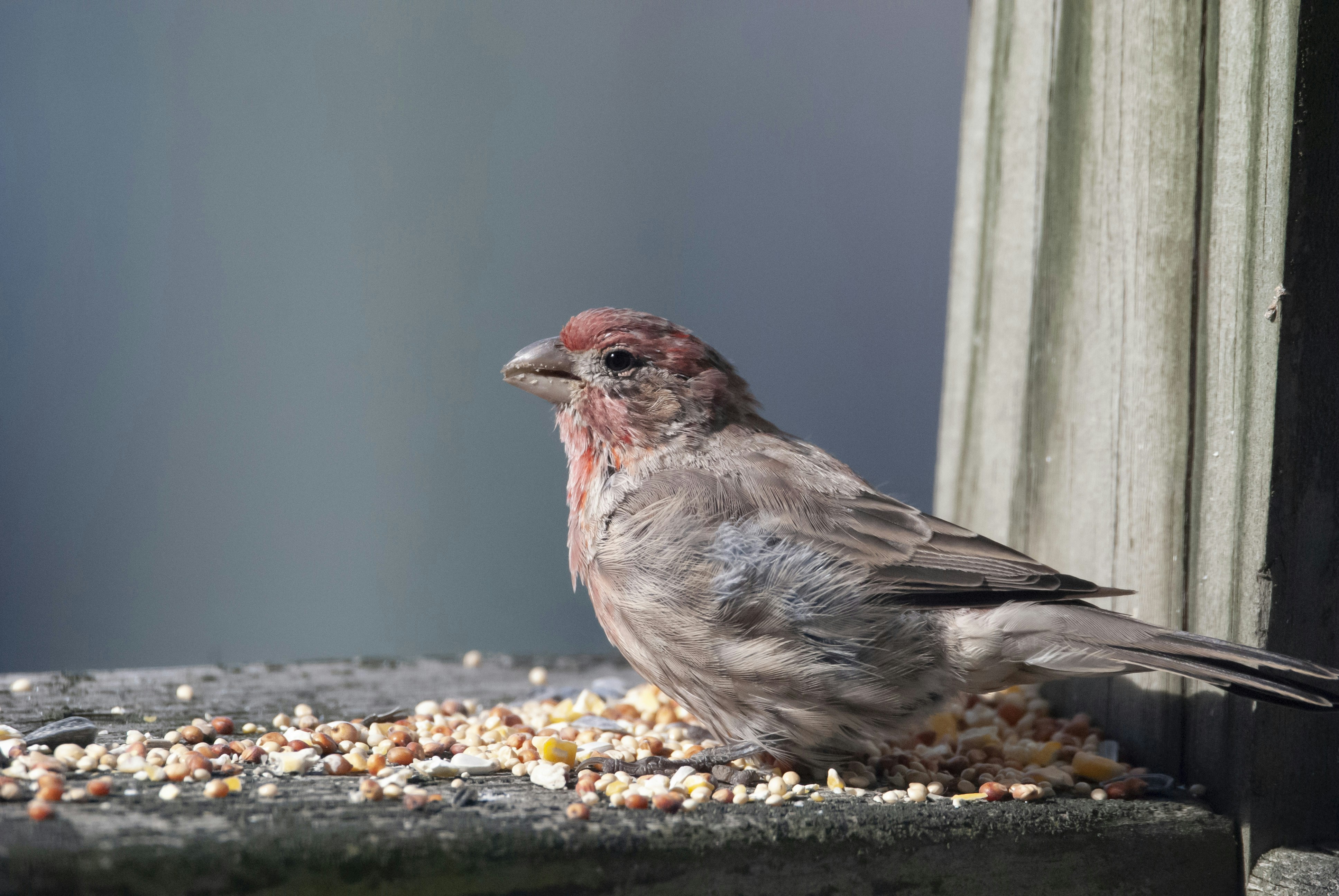 Red-Headed Finch at a Weathered Feeder Amid Scattered Seeds