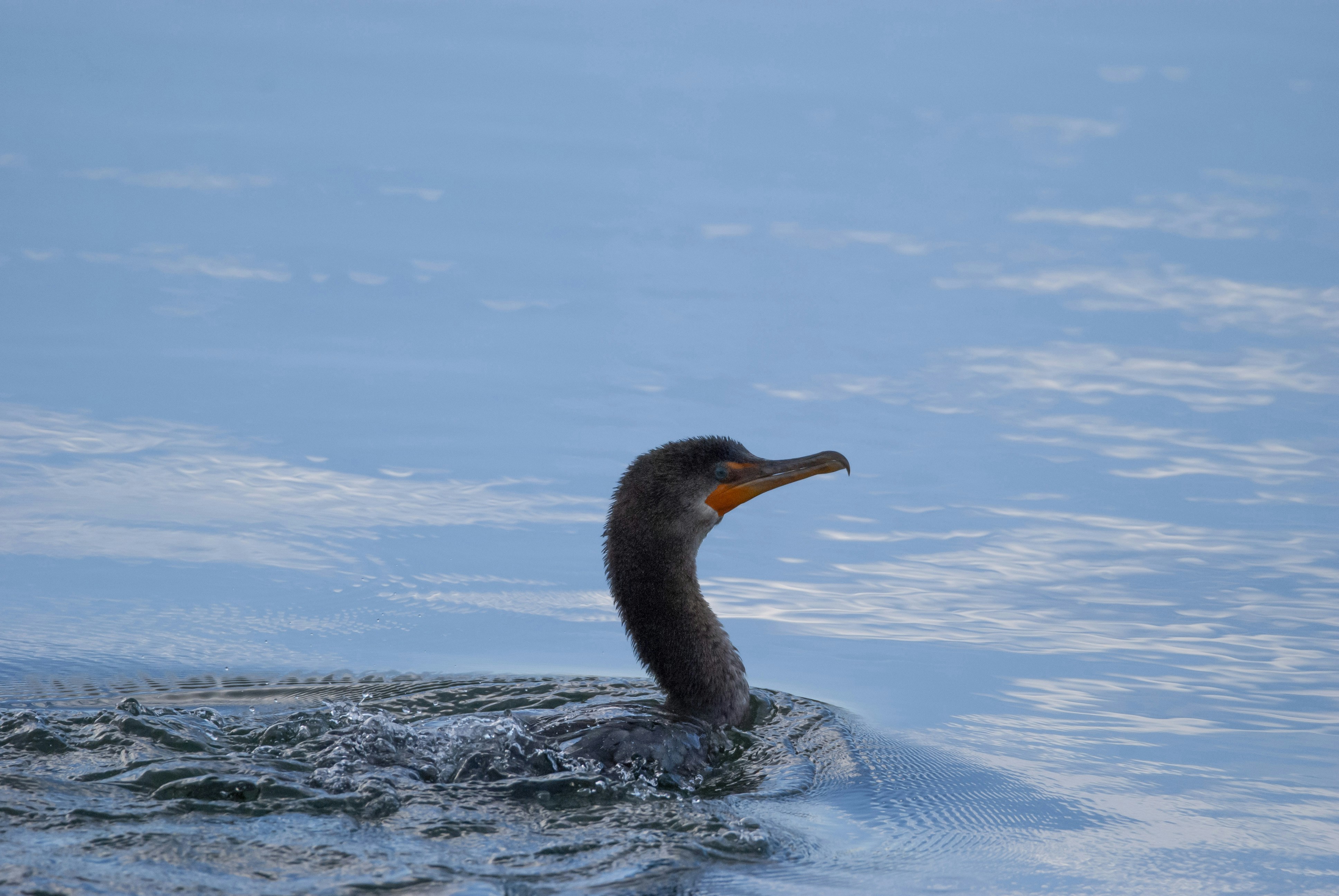 Cormorant emerging from the water, showcasing its distinctive profile against a calm blue backdrop.