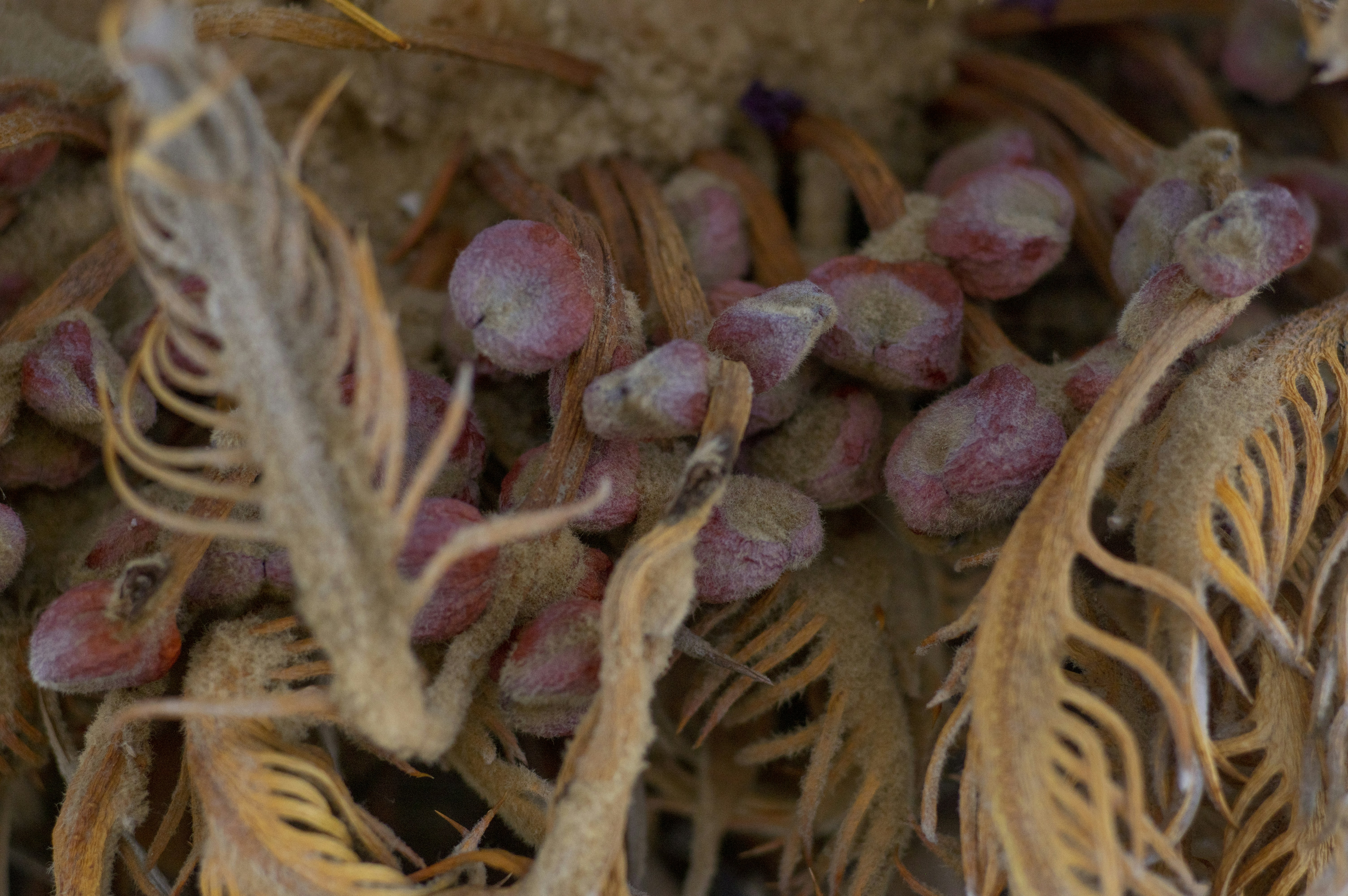Dust-Pink Seed Pods Entangled in Autumn Fronds