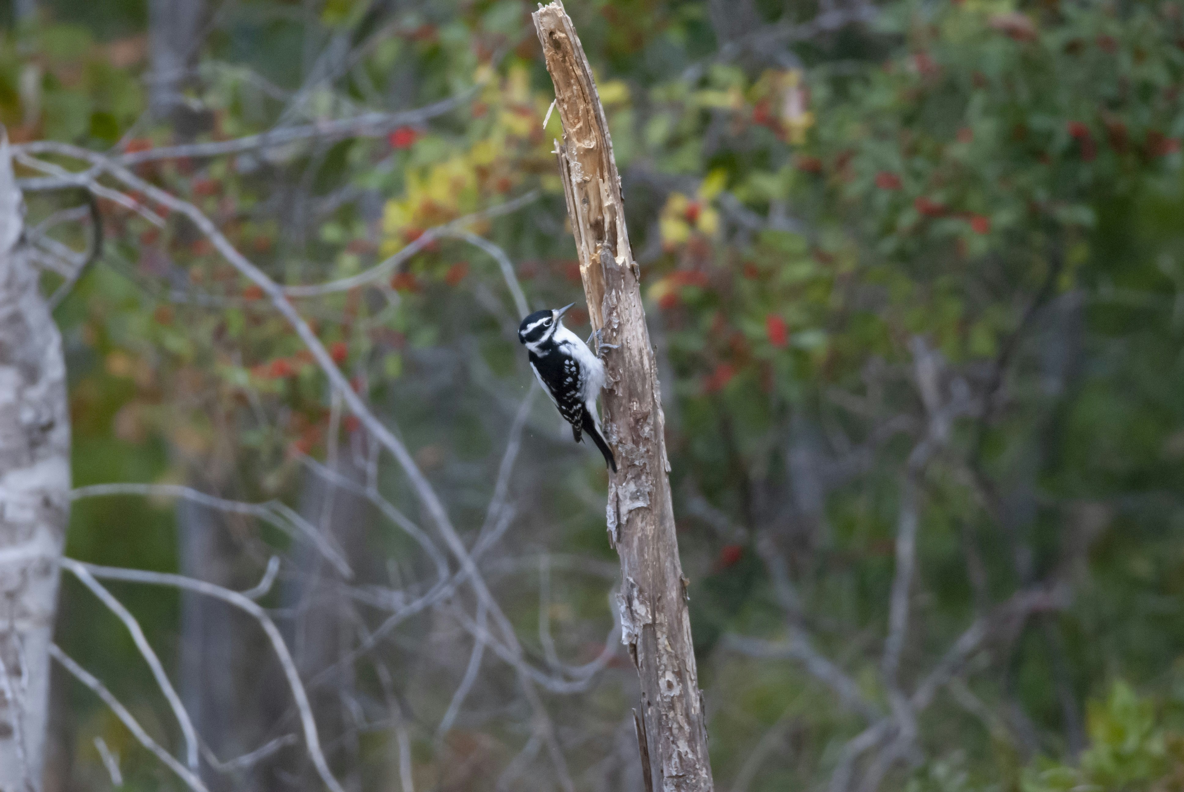 Perch of Contrast: Black-and-White Woodpecker on a Weathered Stem