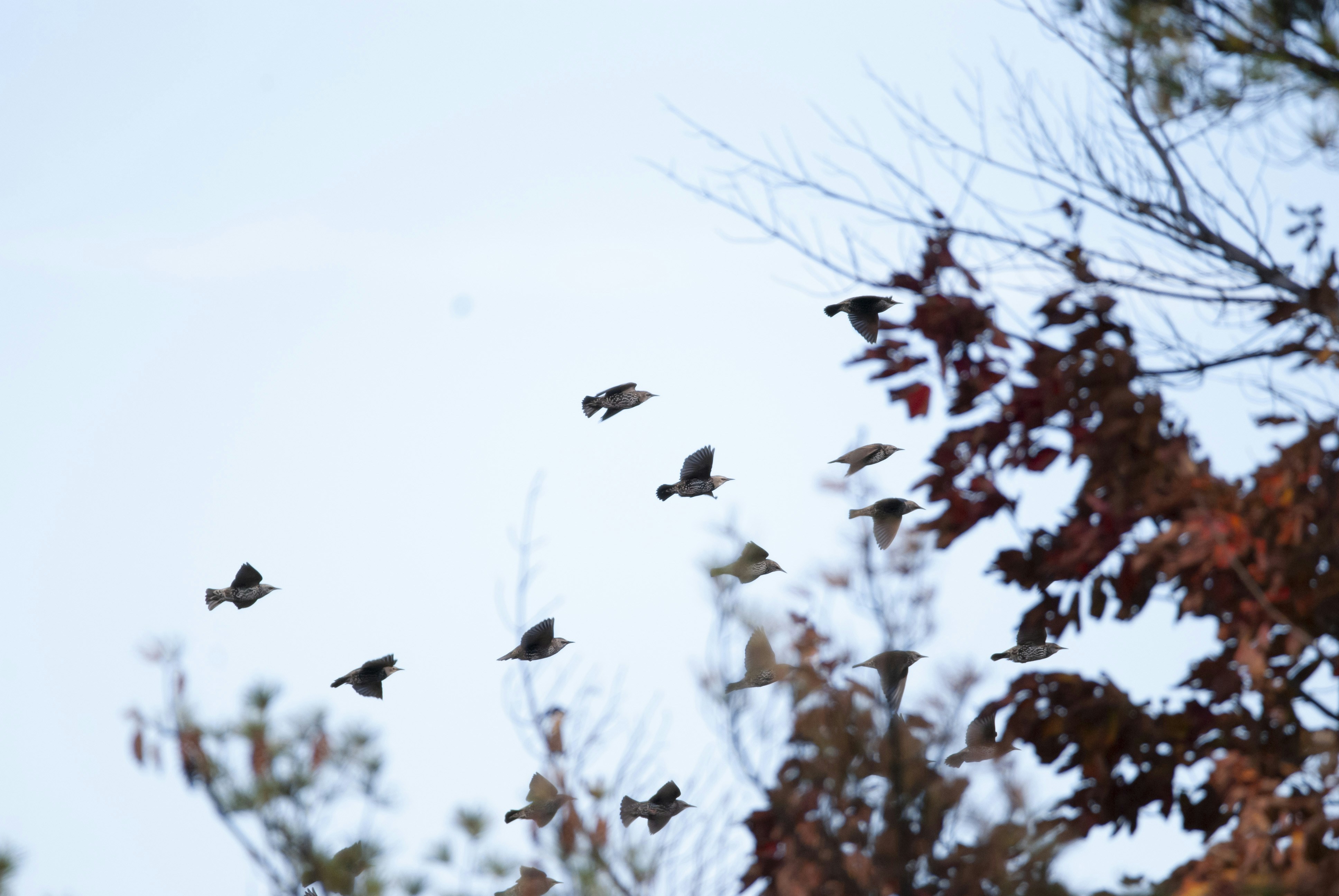 Flying Leaves Pictures | Download Free Images on Unsplash