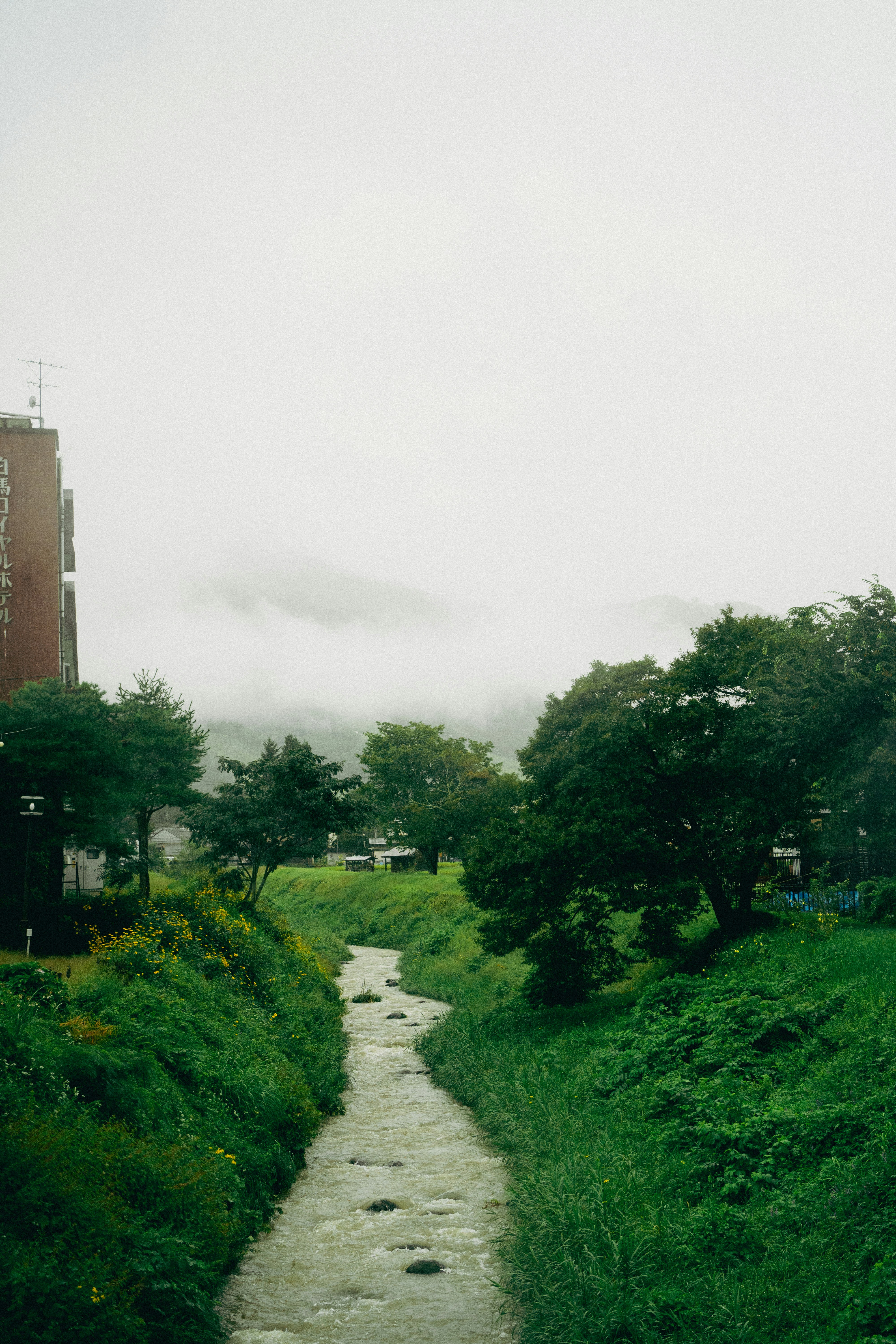 Emerald Canal in Fog: A Quiet Portrait of Green Banks