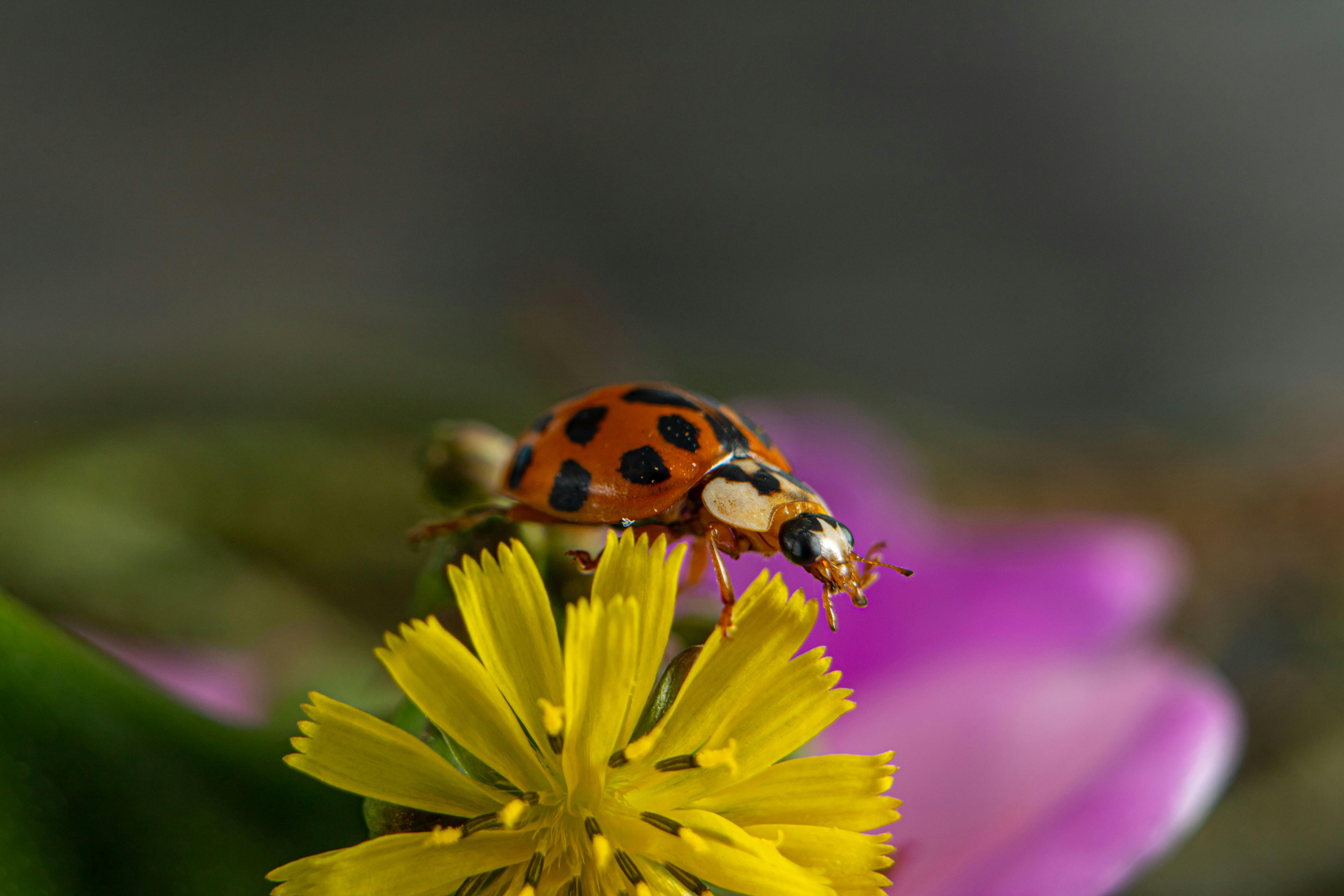 Sunlit Ladybug on a Yellow Coronation: Close-Quarters on a Bloom