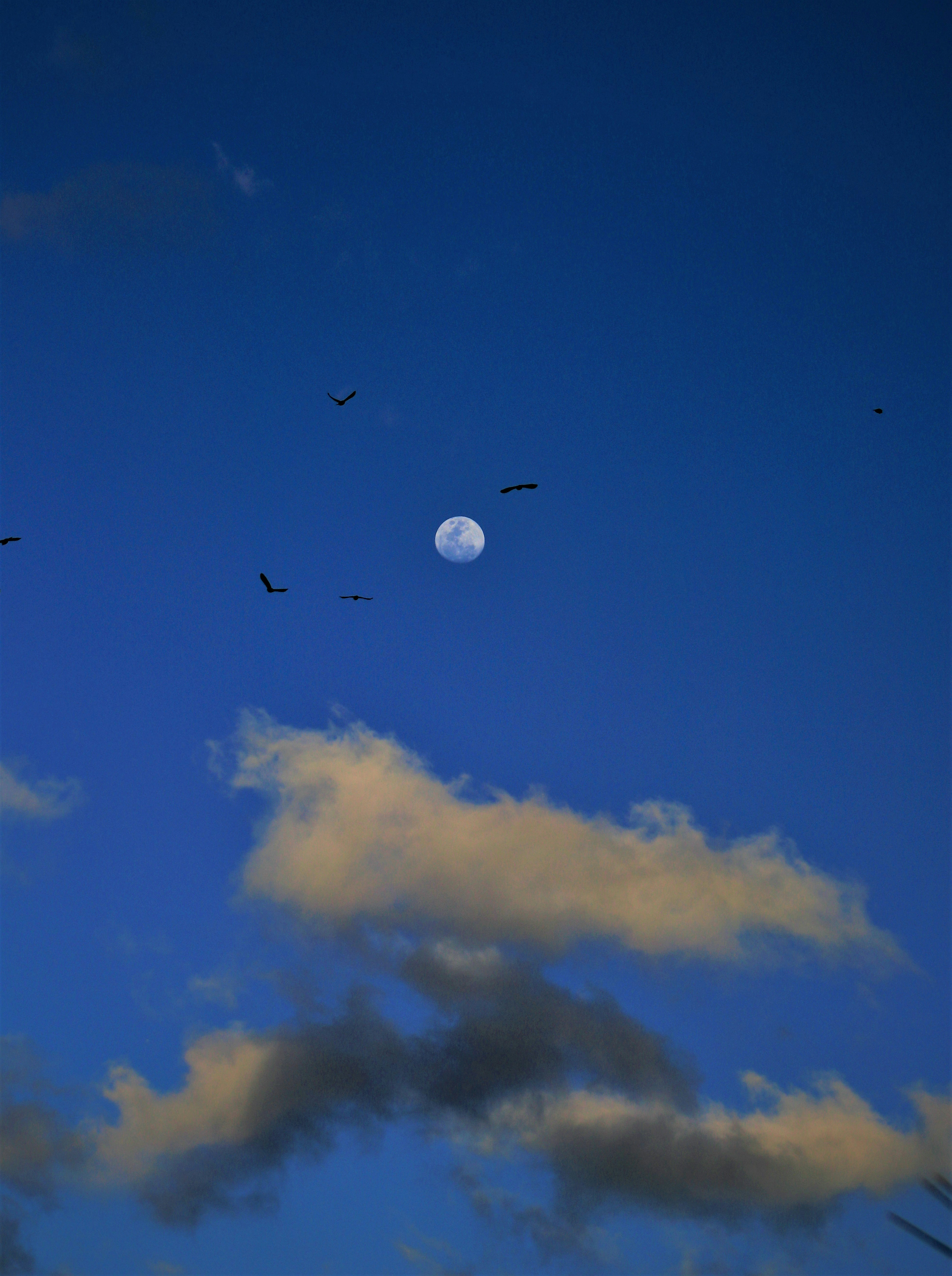 Moon Between Birds: A Quiet Blue Sky Moment
