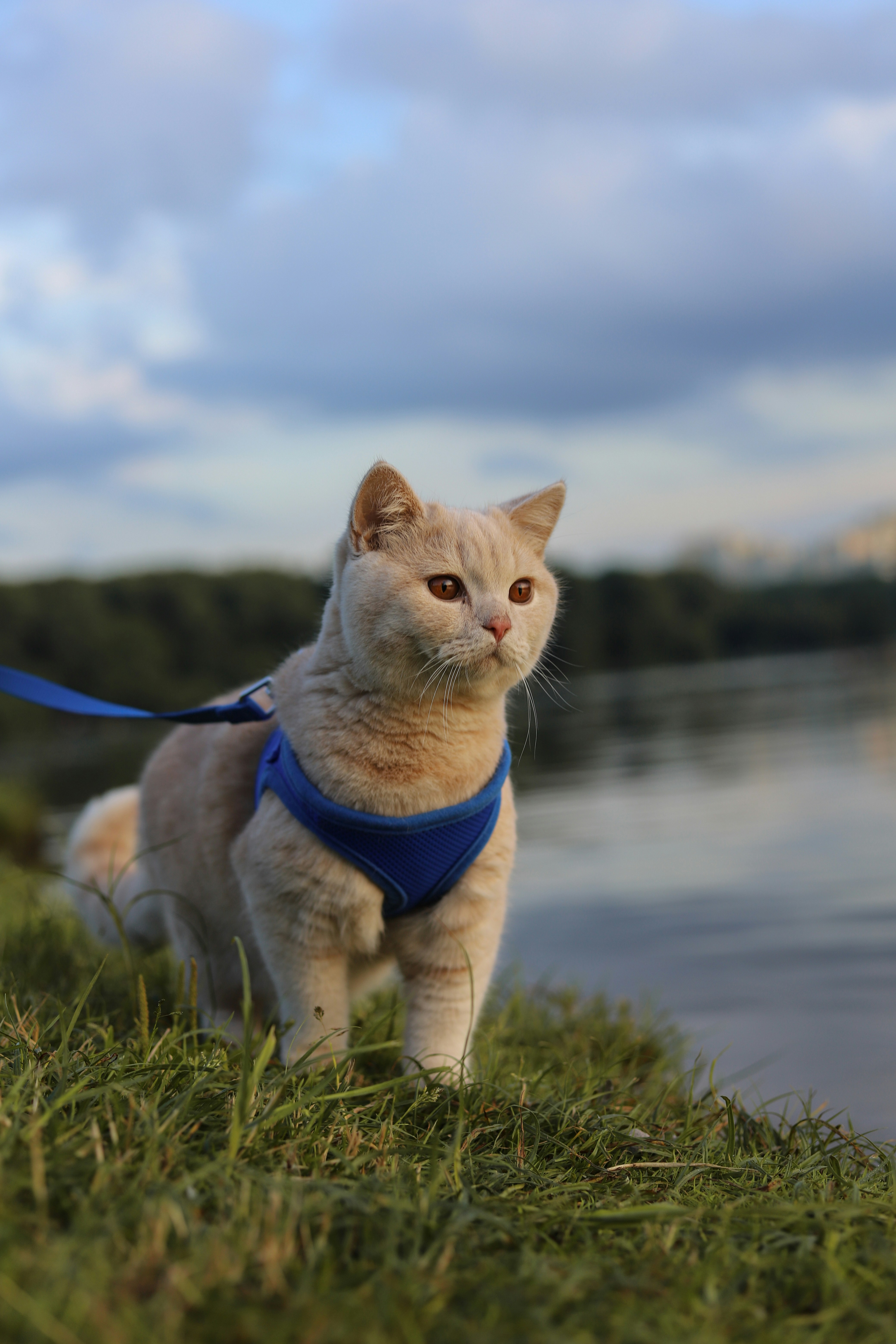 A light-colored cat in a blue harness stands on the grass by a serene body of water, gazing into the distance. The scene captures a moment of curiosity and exploration.