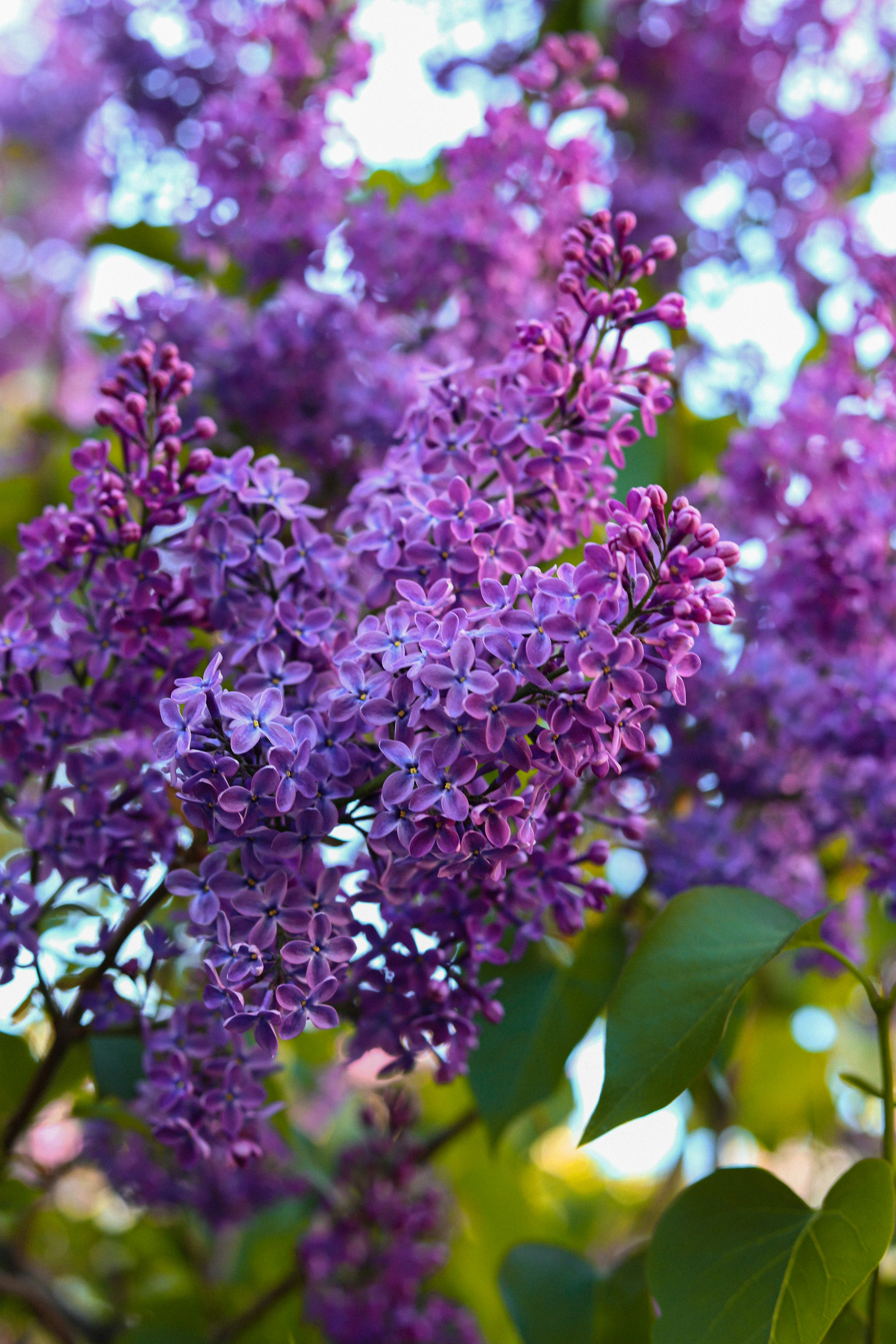 A close up of a purple flower photo – Free Purple Image on Unsplash