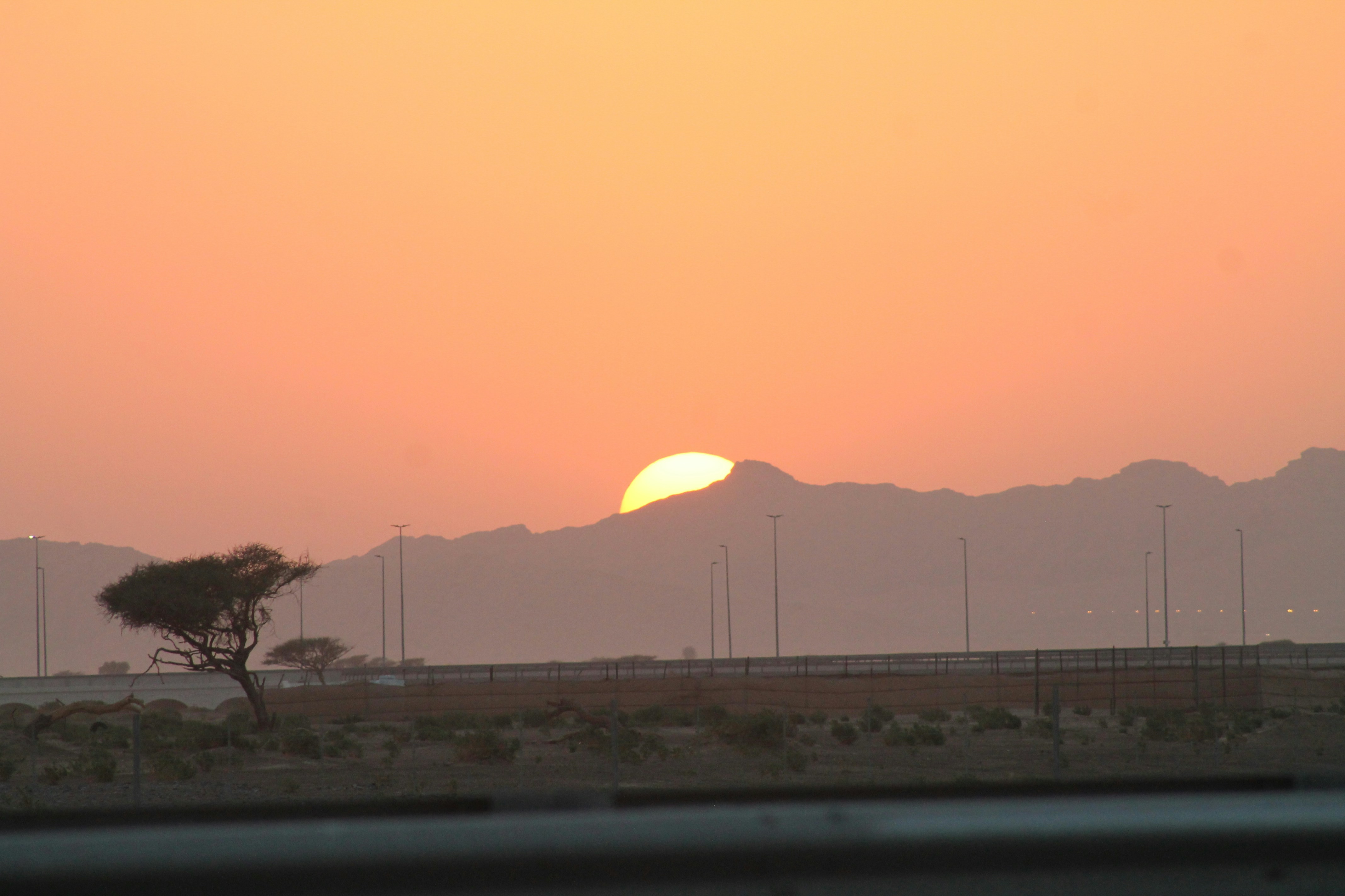Sunset Over a Wind-Swept Plain: The Leaning Tree at Dusk
