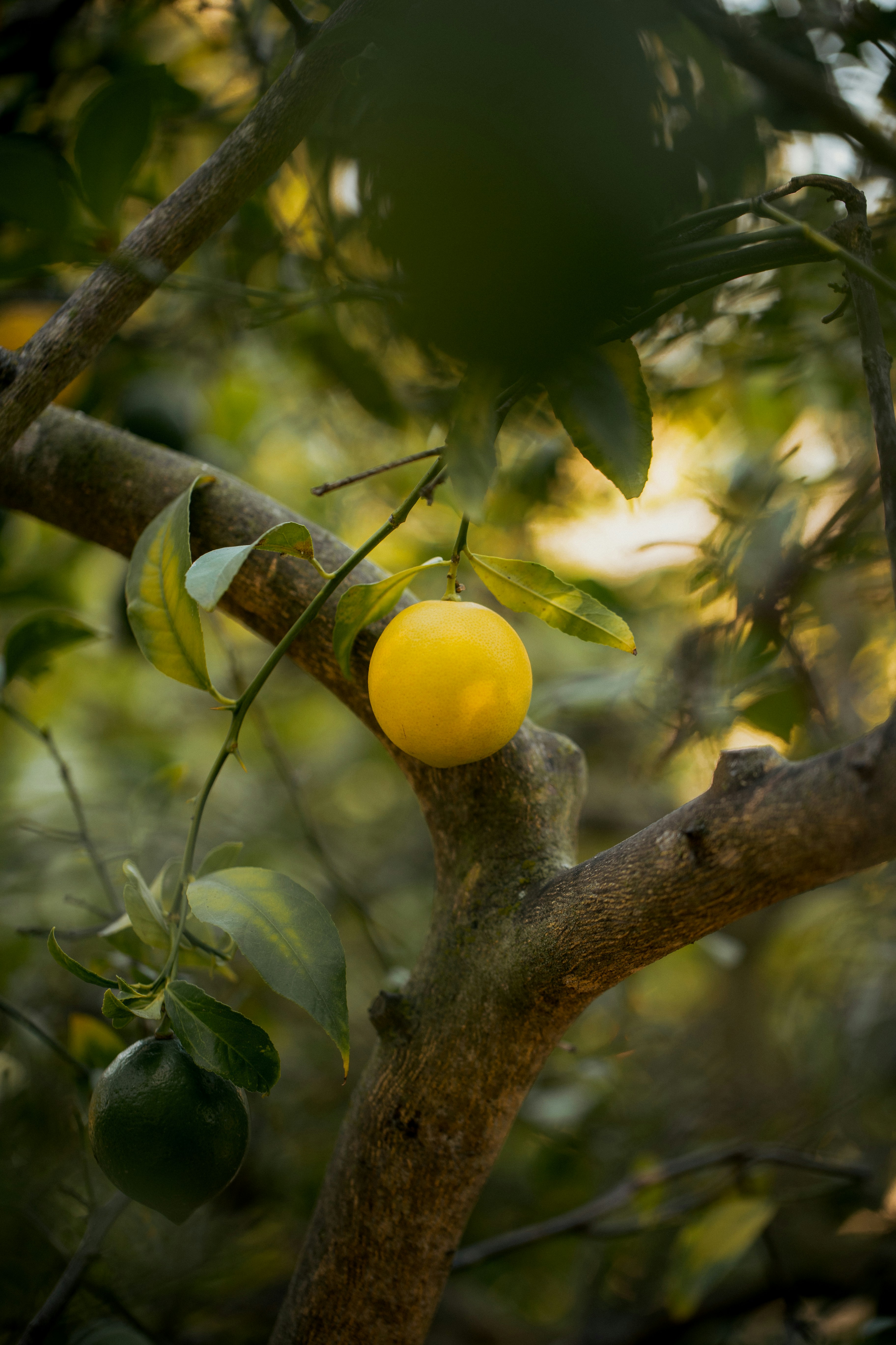 Foto Un árbol con frutos creciendo en él – Imagen Planta gratis en Unsplash