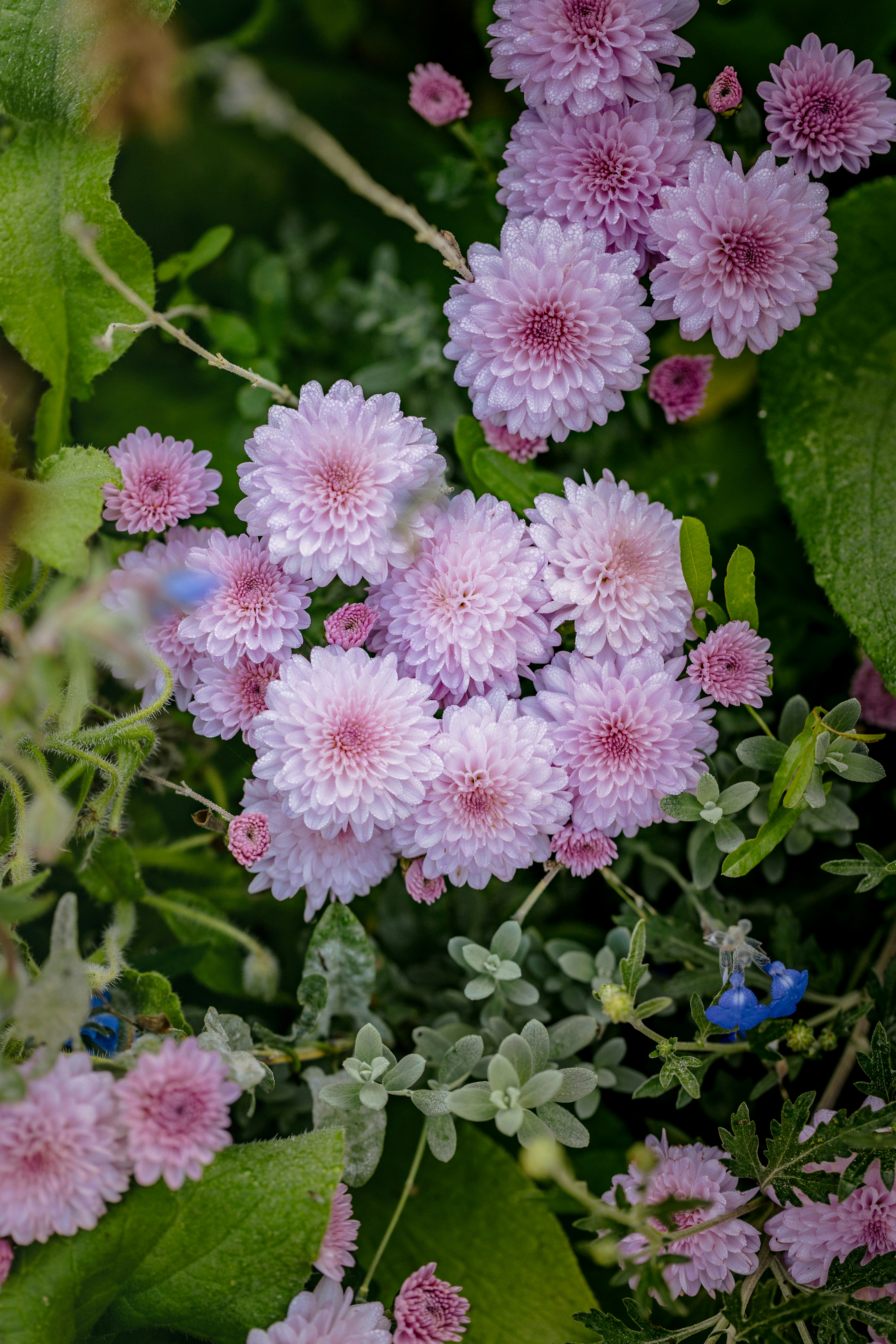 Pom-Pom Pink Chrysanthemums Weave Through Lush Greenery