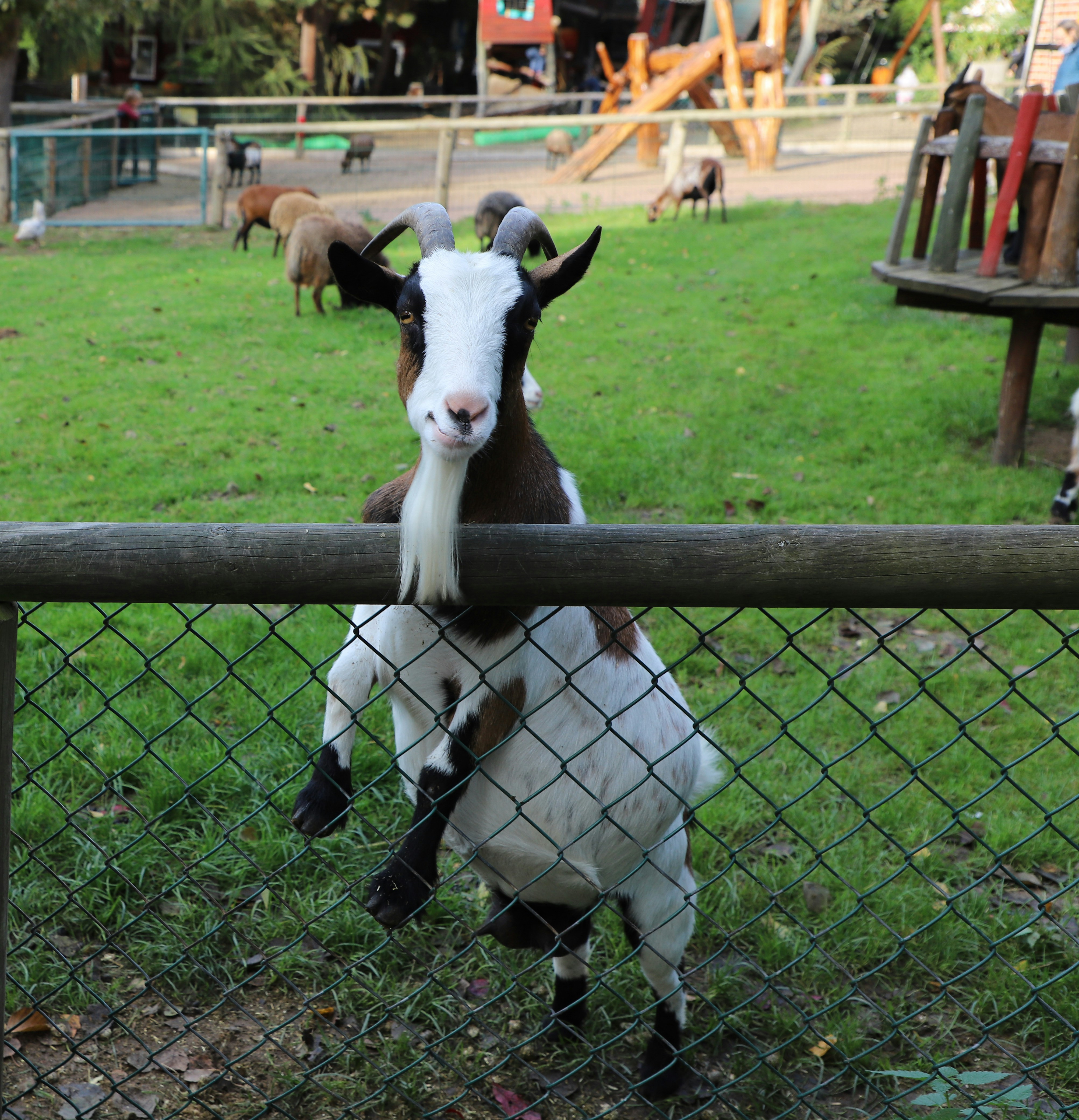 A playful goat peering over a fence in a petting zoo, surrounded by other animals in the background. The scene captures the lively atmosphere of the farm.