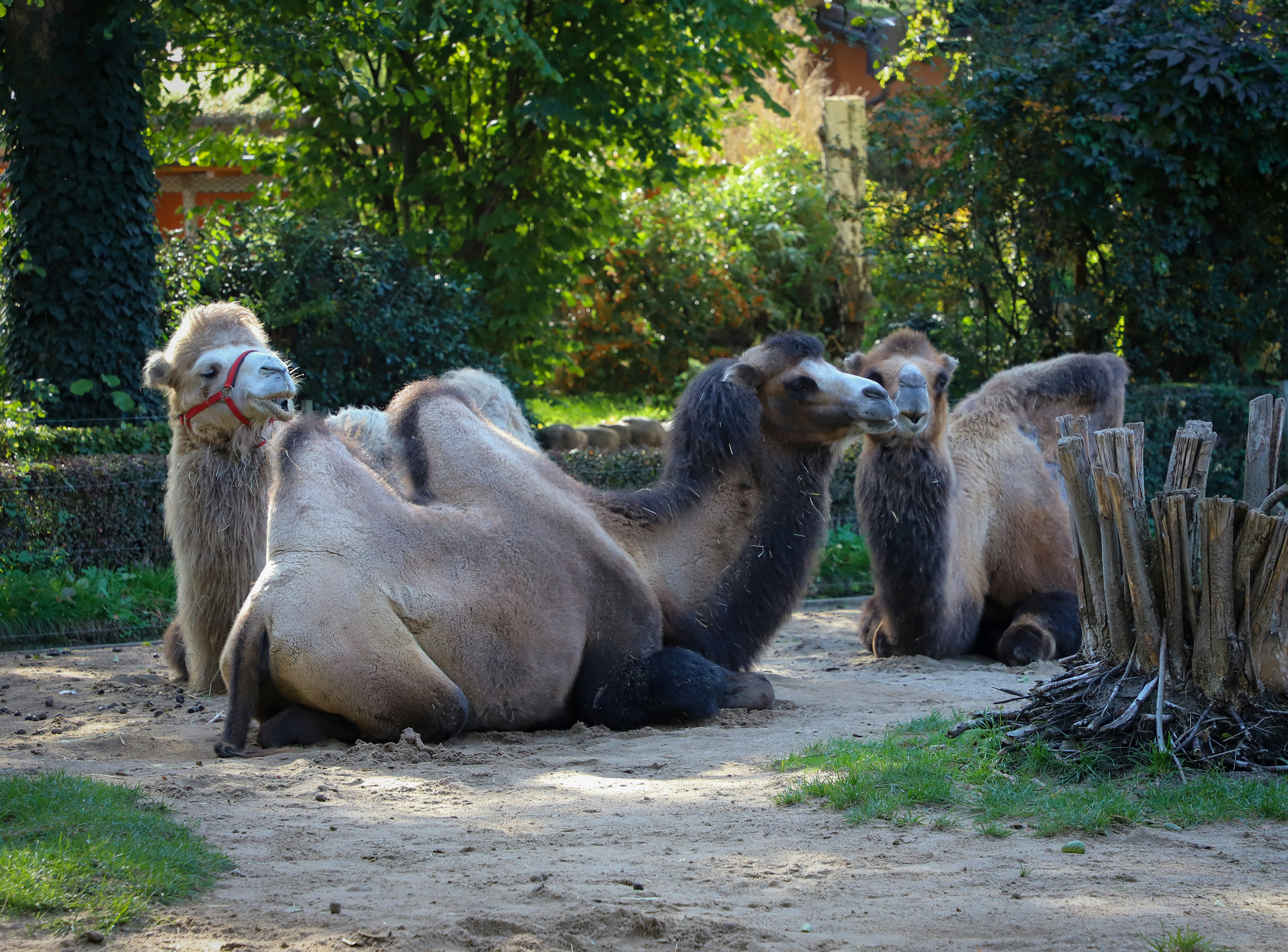 Group of camels resting together in a serene outdoor setting, surrounded by greenery and rustic wooden structures.