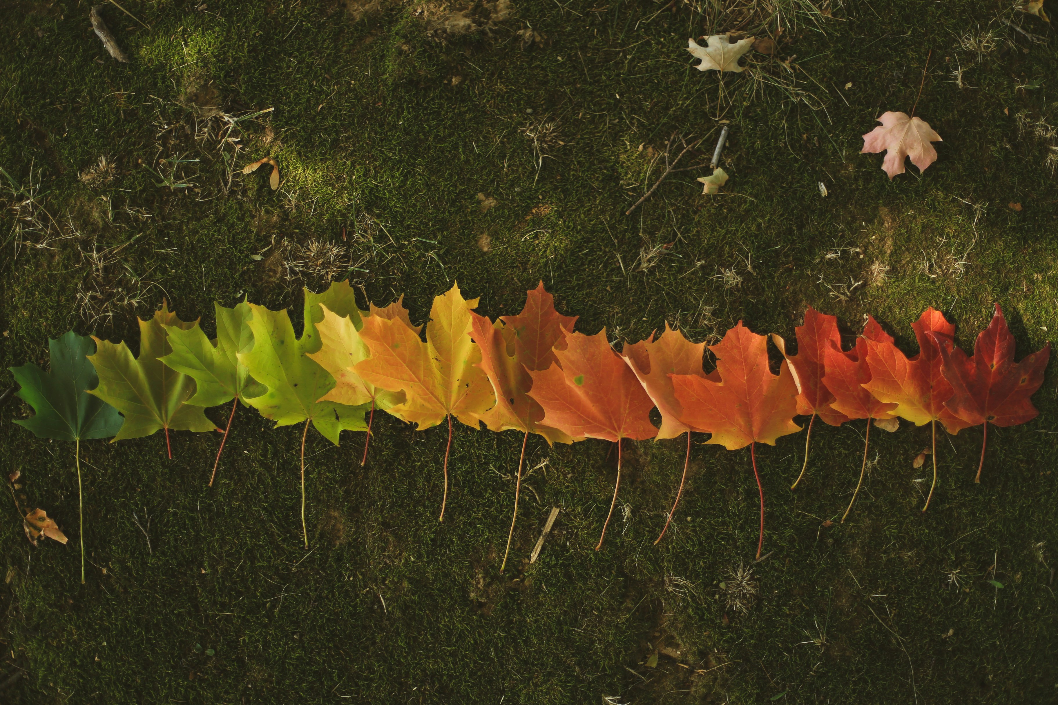 Row of Autumn Leaves Straddling a Mossy Green Ground