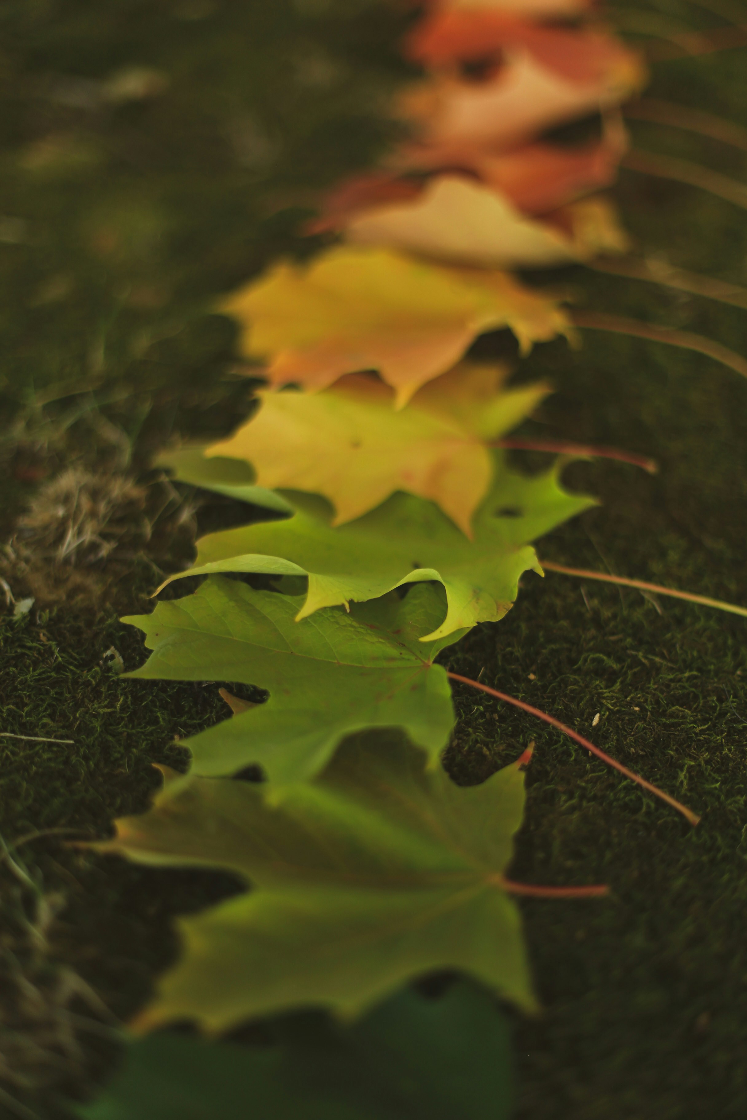 A close up of a plant photo – Free Leaf Image on Unsplash
