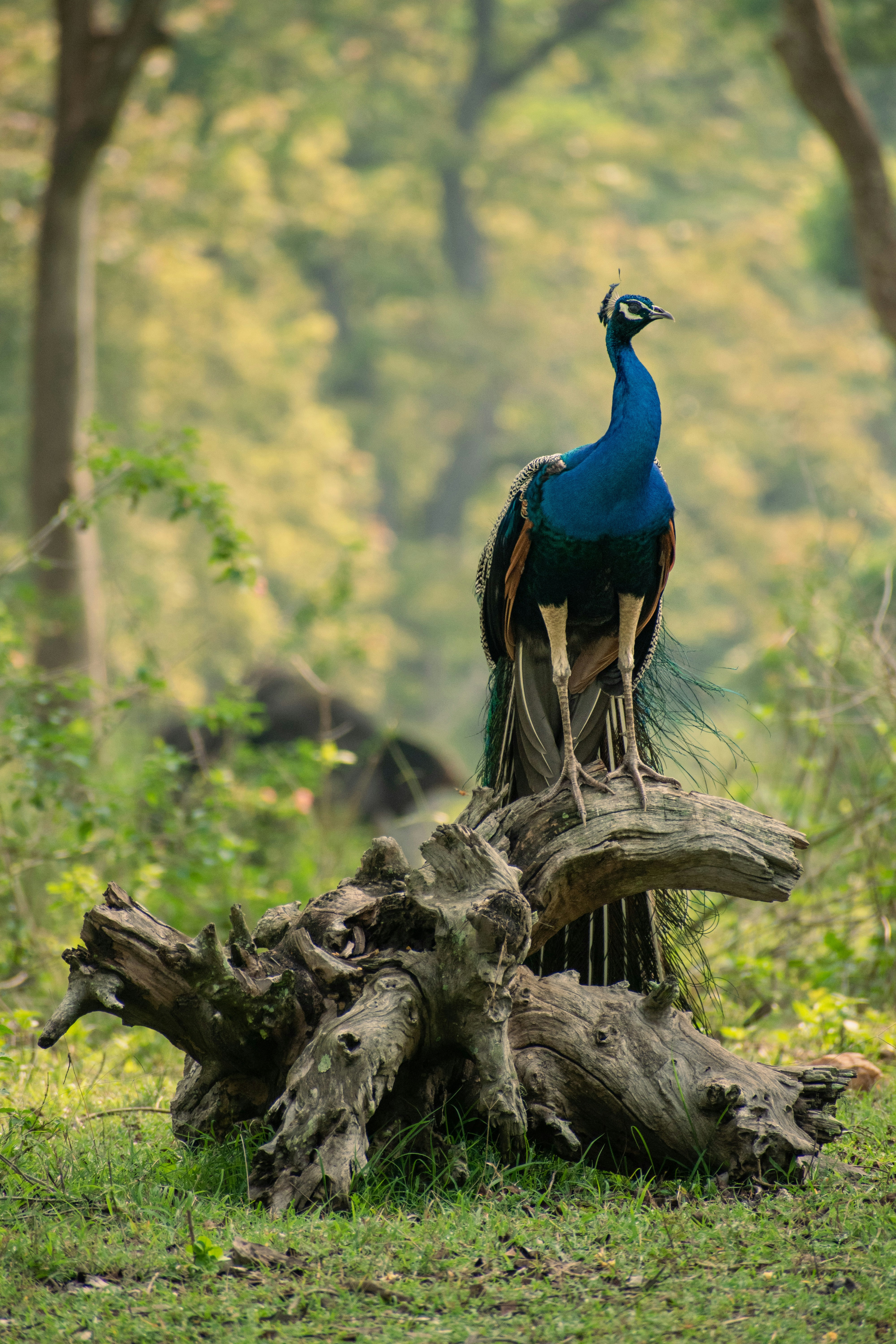  regal peacock perched on weathered log amid sun-dappled forest