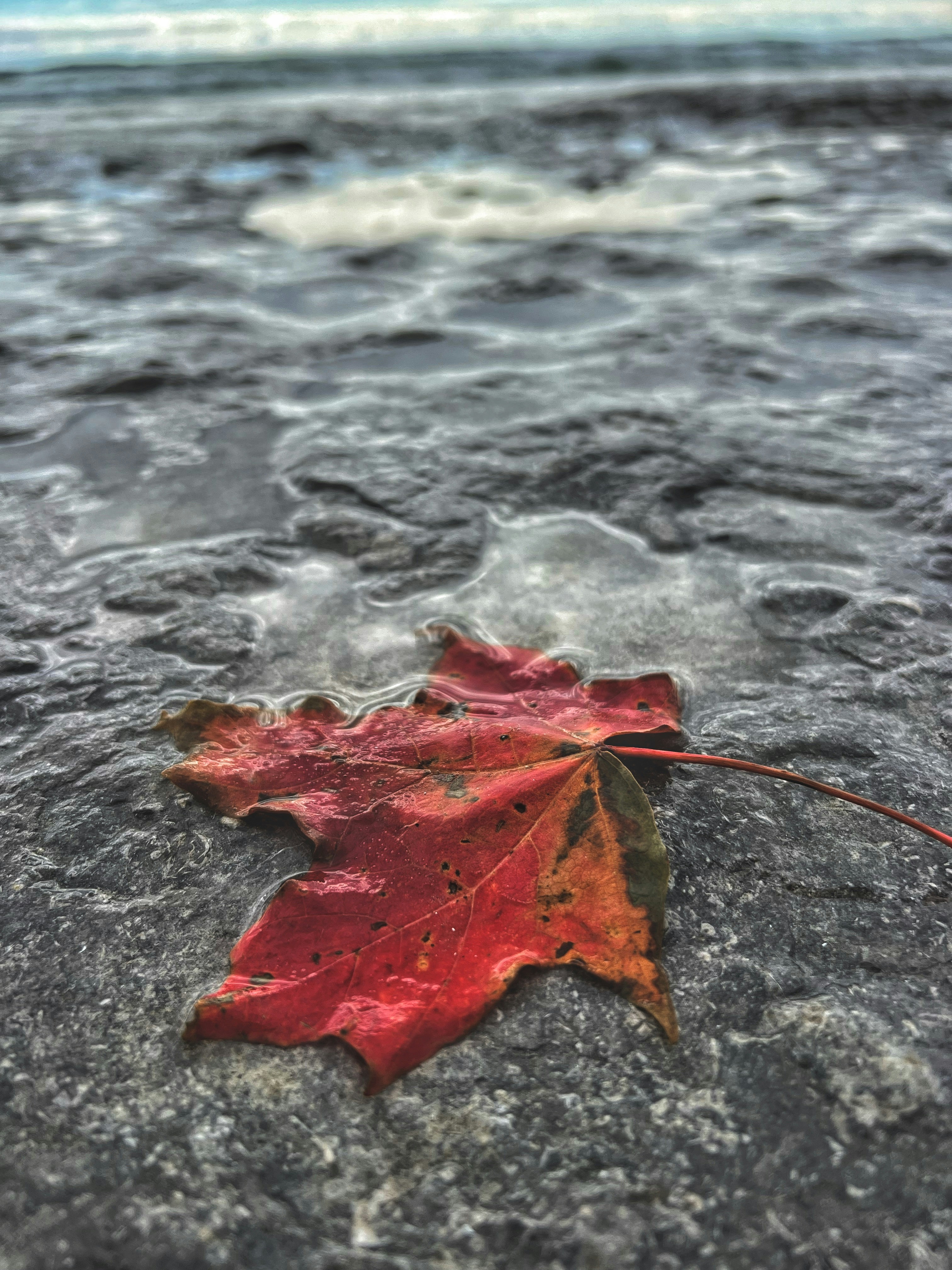 Crimson Maple Leaf Resting on Weathered Granite by the Quiet Sea