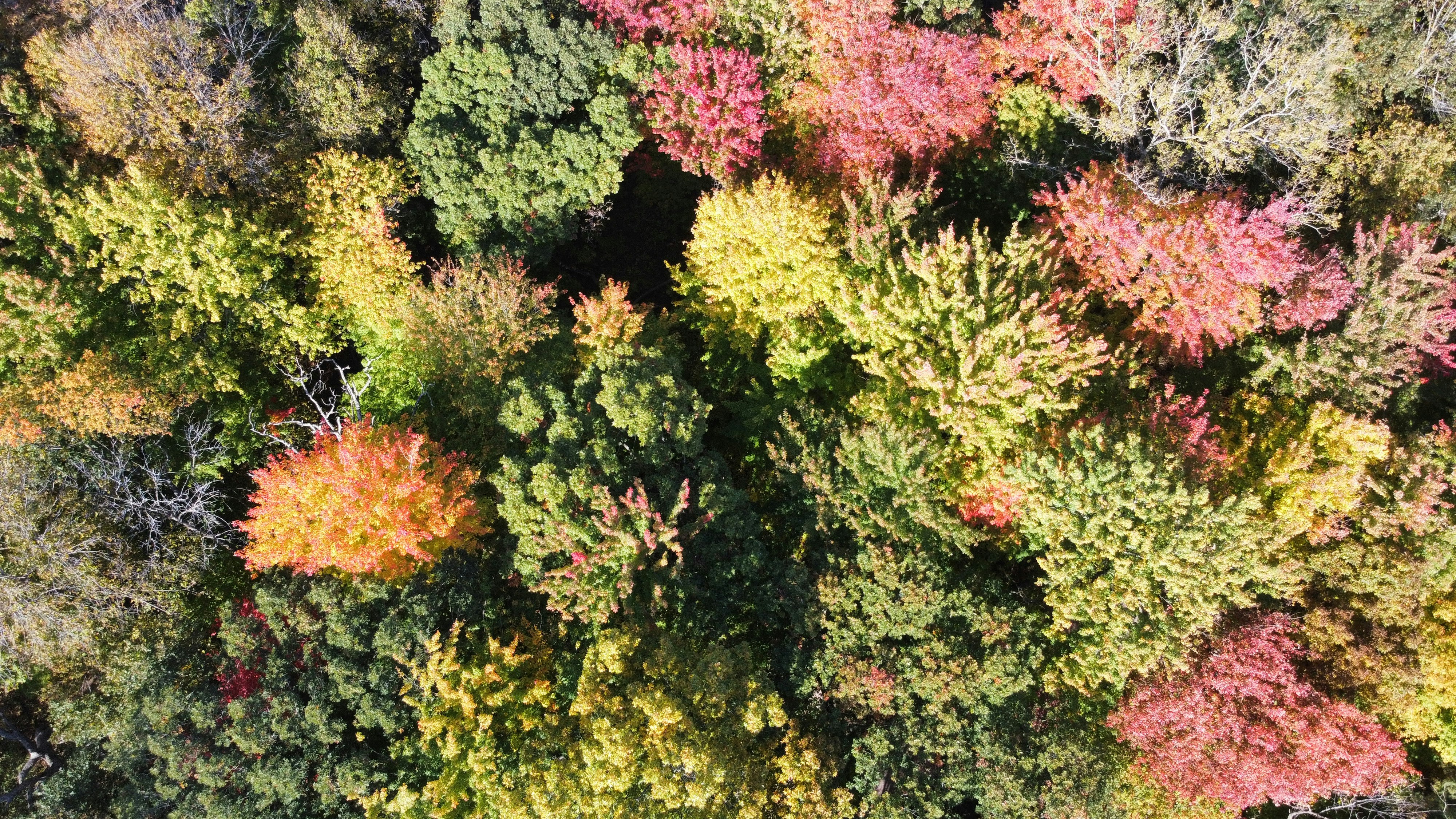 A group of colorful plants photo – Free Vegetation Image on Unsplash