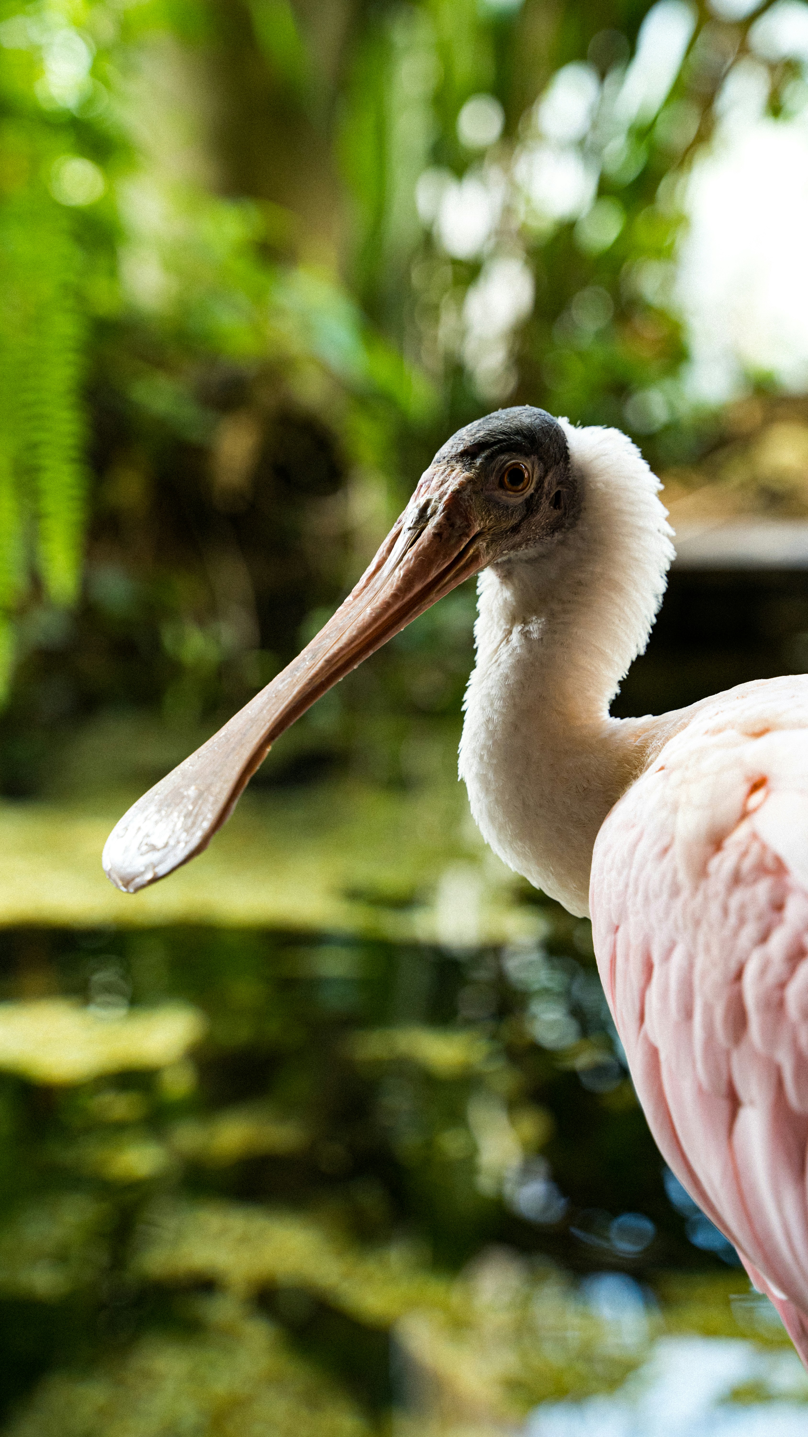 Spoonbill Bird at the Smithsonian National ZooHarrison Mitchell