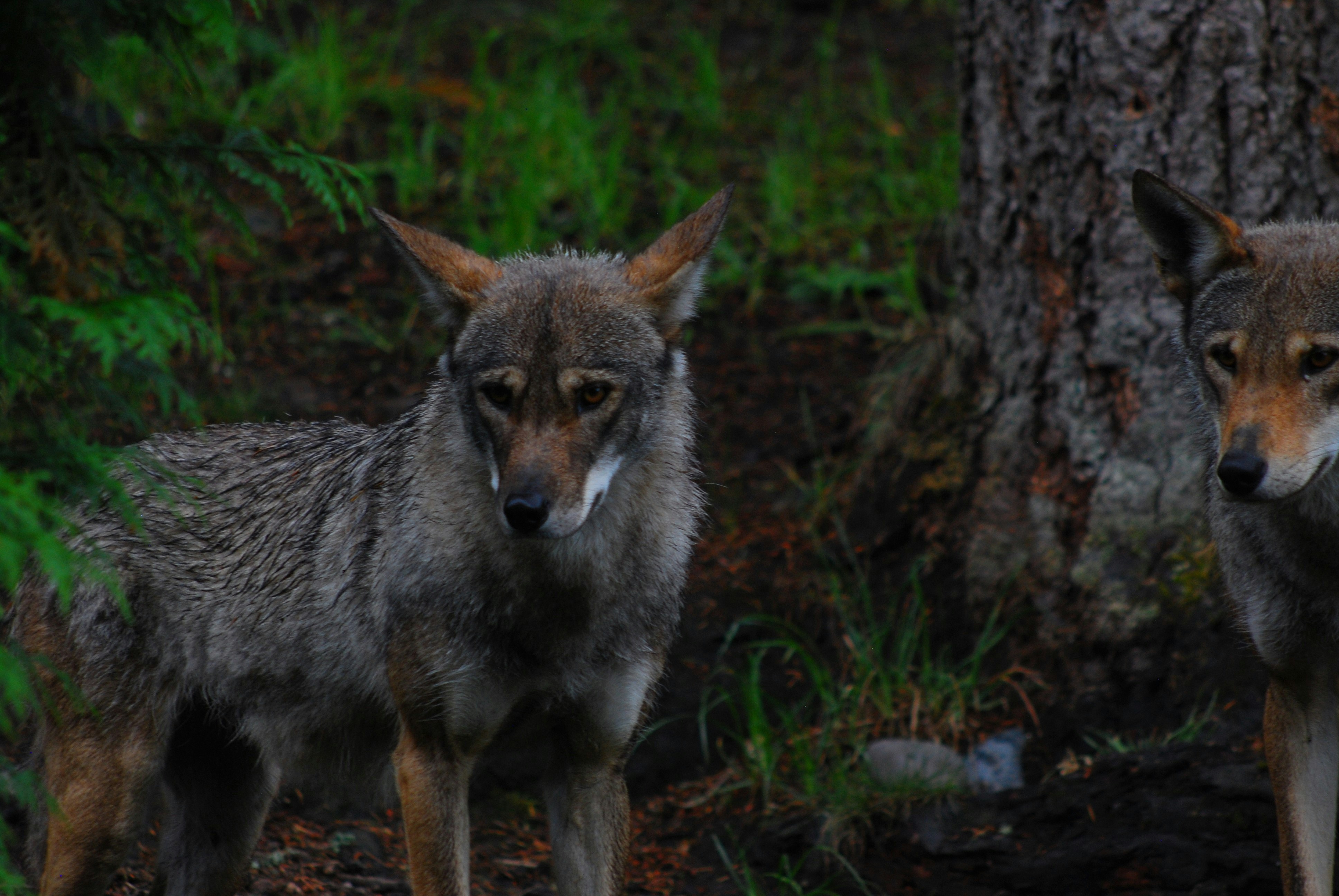 A group of animals photo – Free Point defiance zoo & aquarium Image on ...