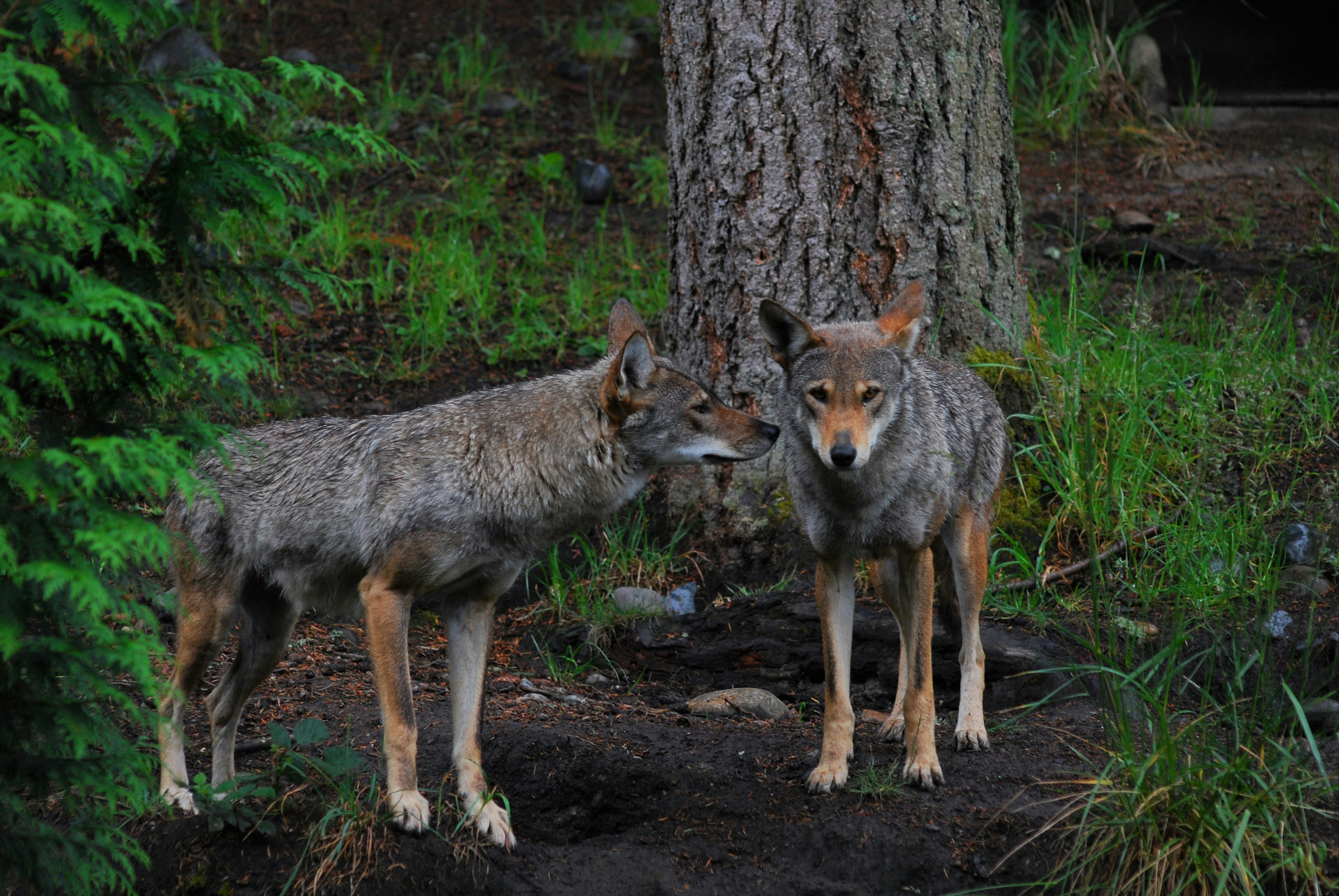 A couple of wolves standing next to a tree photo – Free Point defiance ...