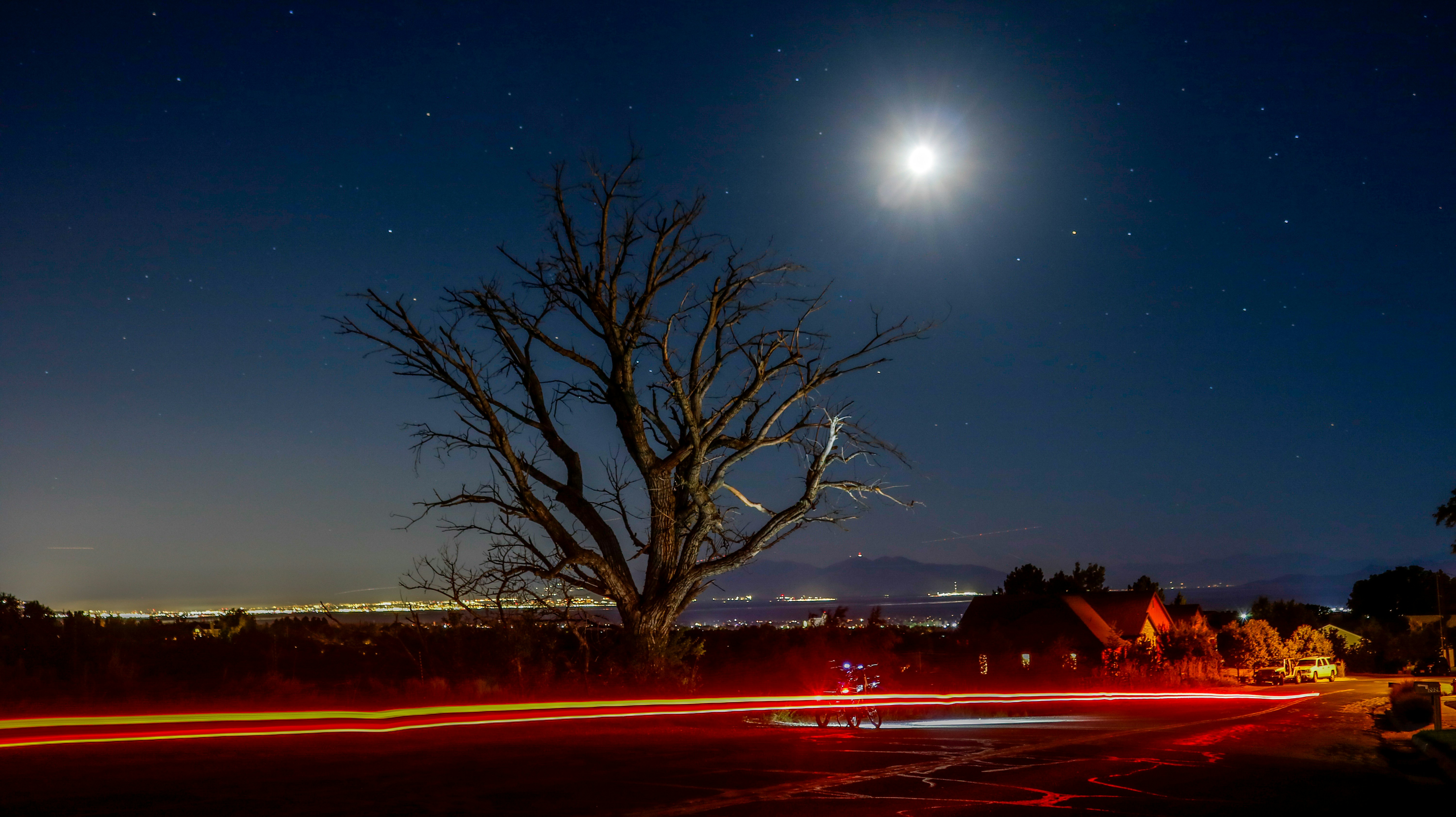 A tree and a street light at night