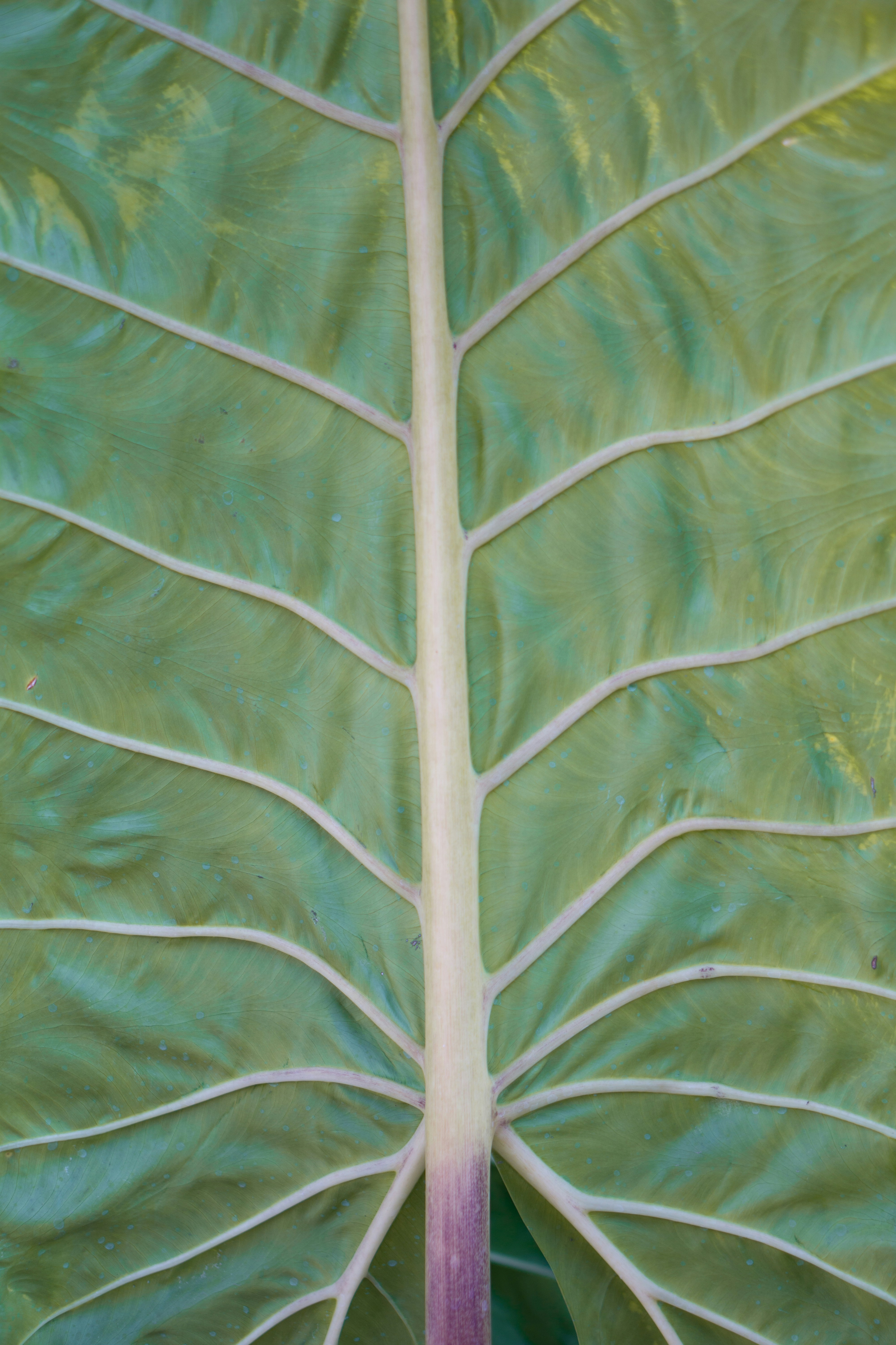 Nature Background Taro Leaf
