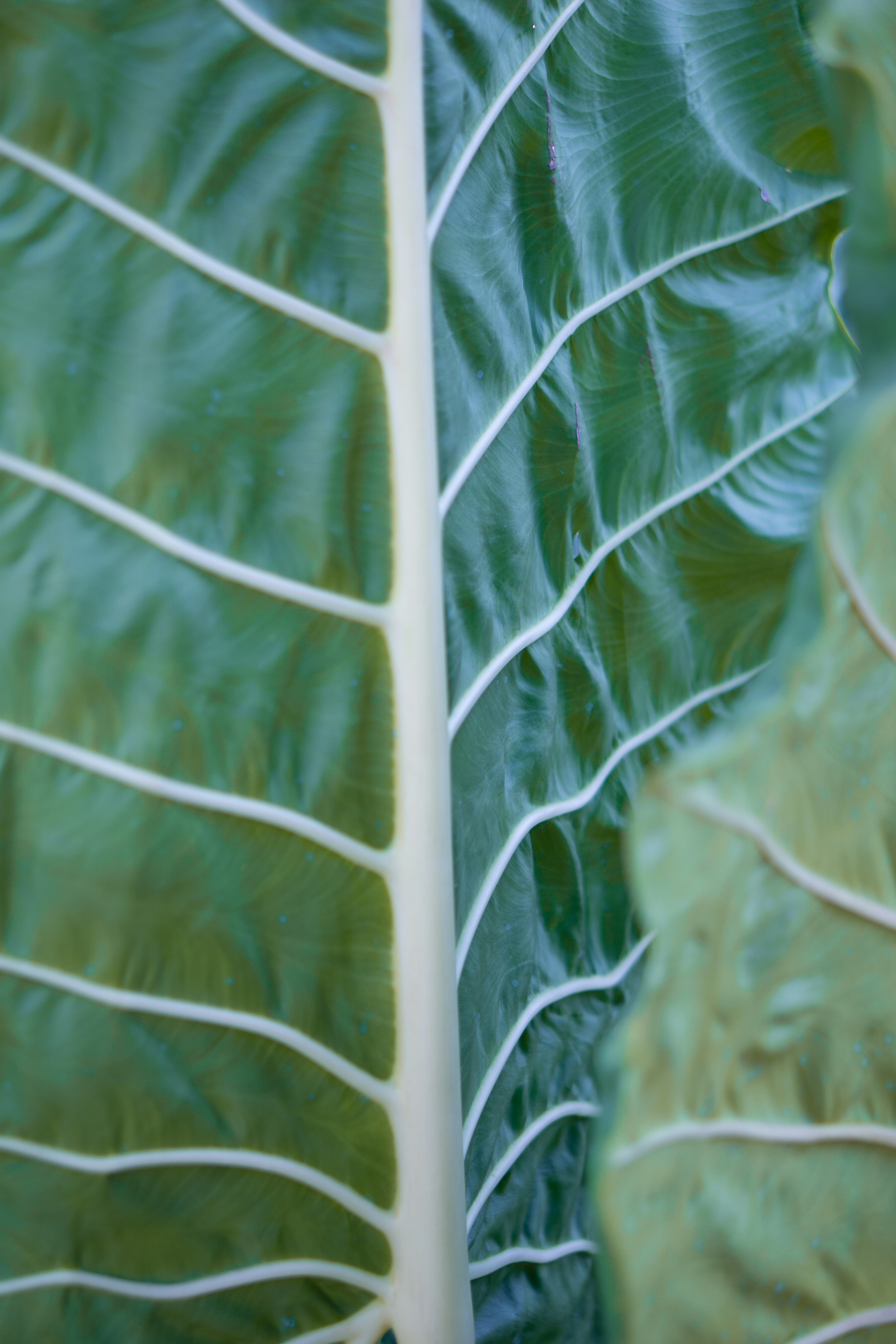Nature Background Taro Leaf