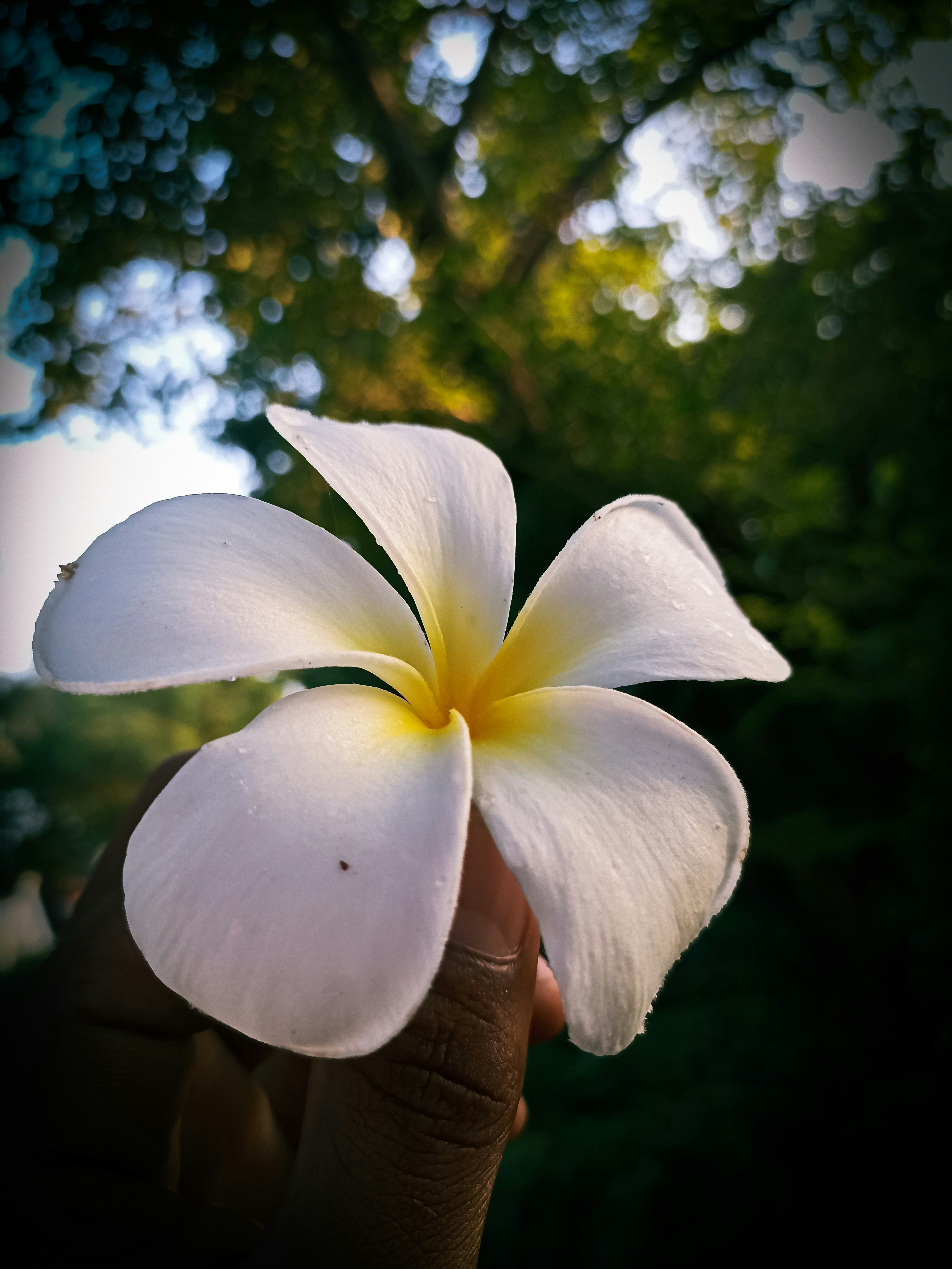 Kath Golap Photos | Télécharger des images gratuites sur Unsplash