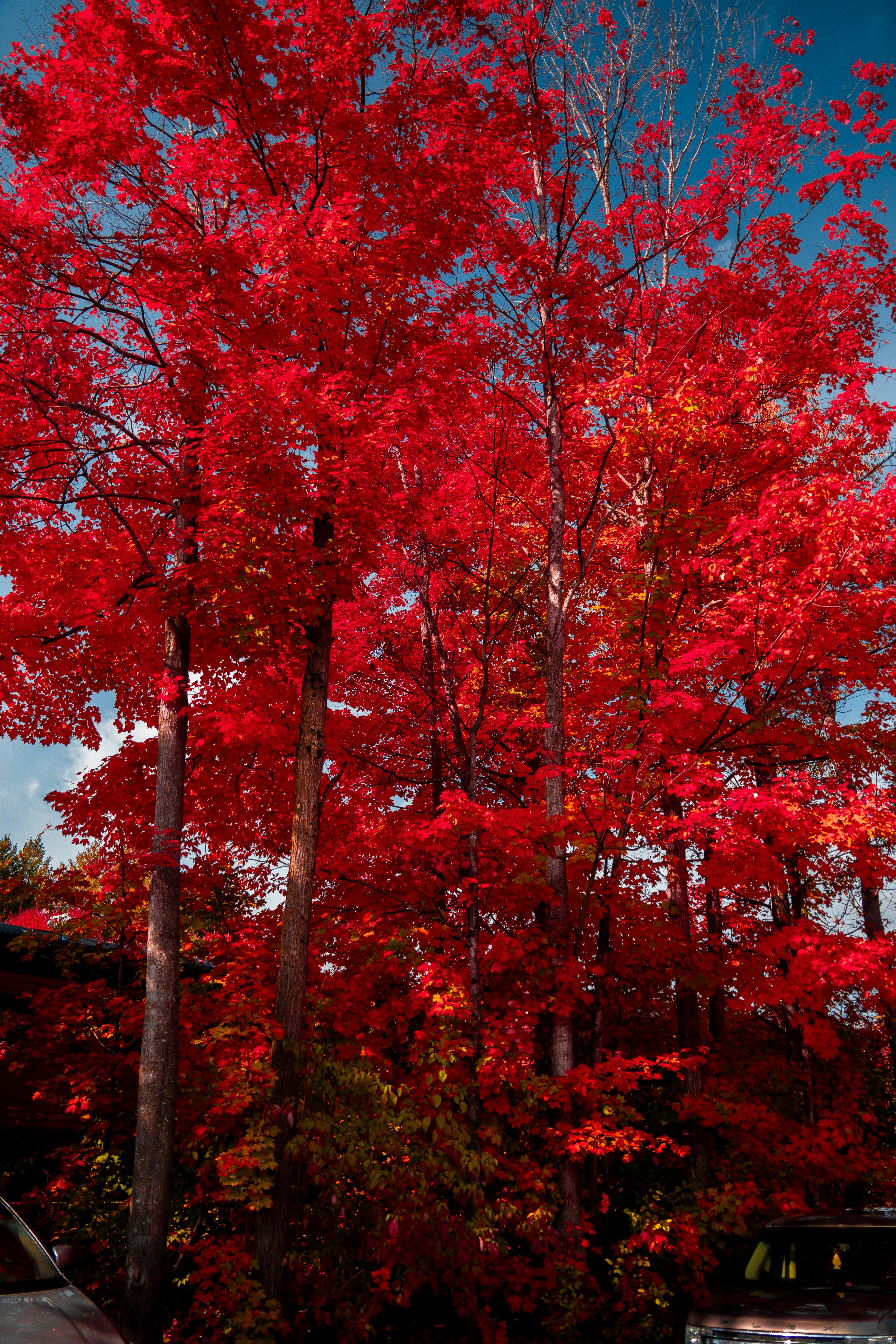 A group of trees with red leaves photo – Free White mountains Image on ...