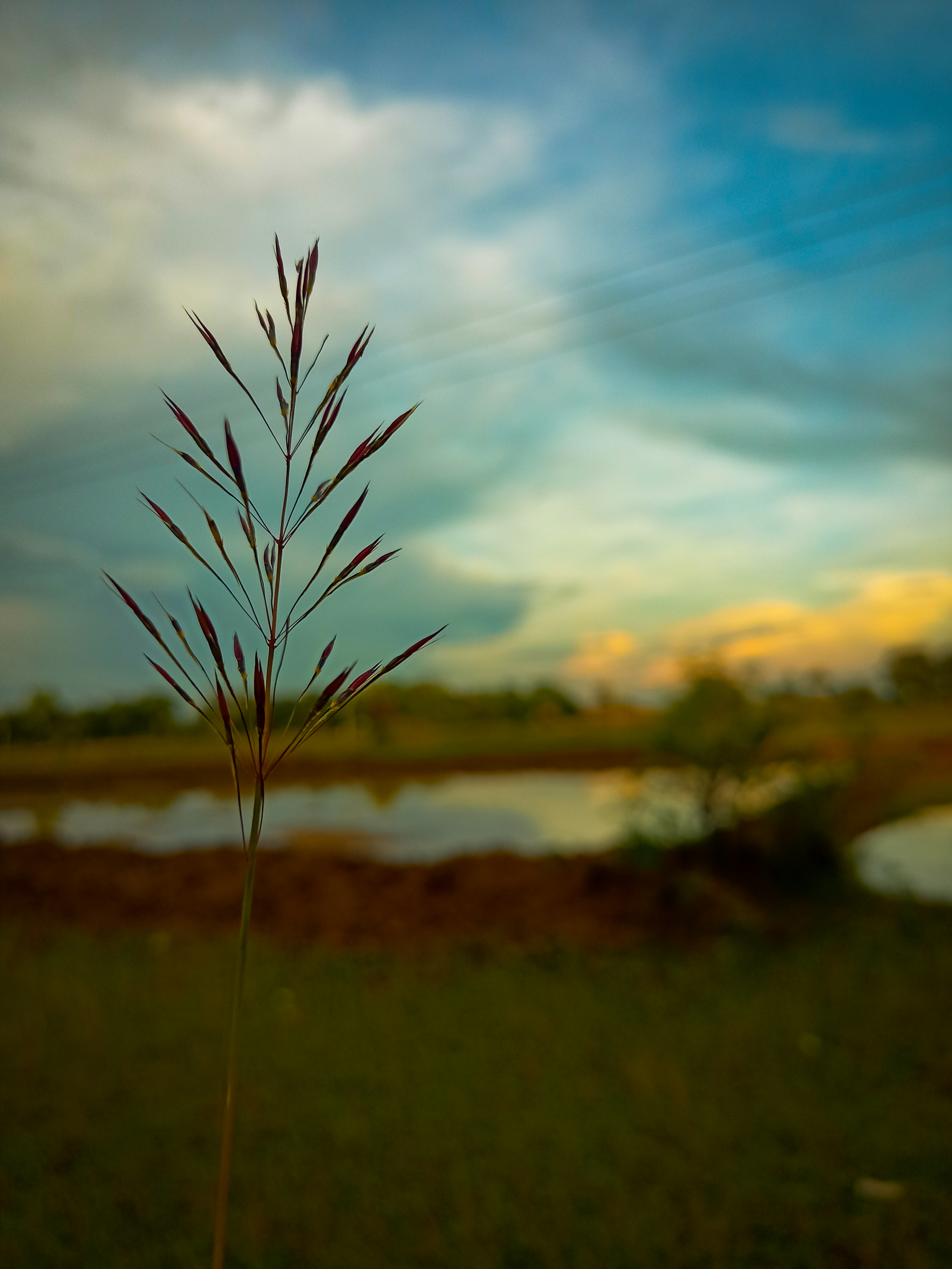 Lone Grass Spike: Focused Detail on a Sunset-Soaked Horizon