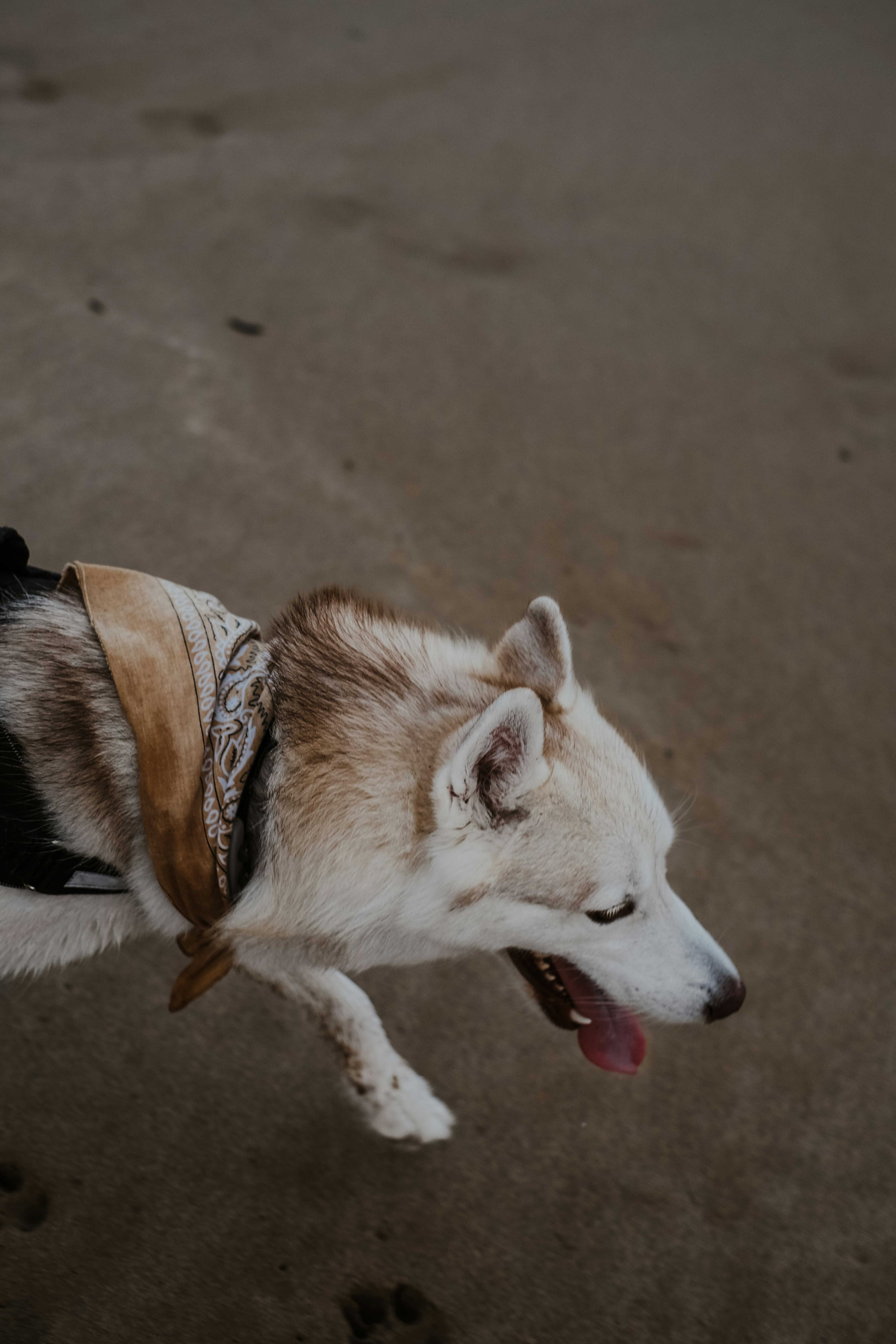 Dune Run: A Bandana-Clad Husky in Midstride